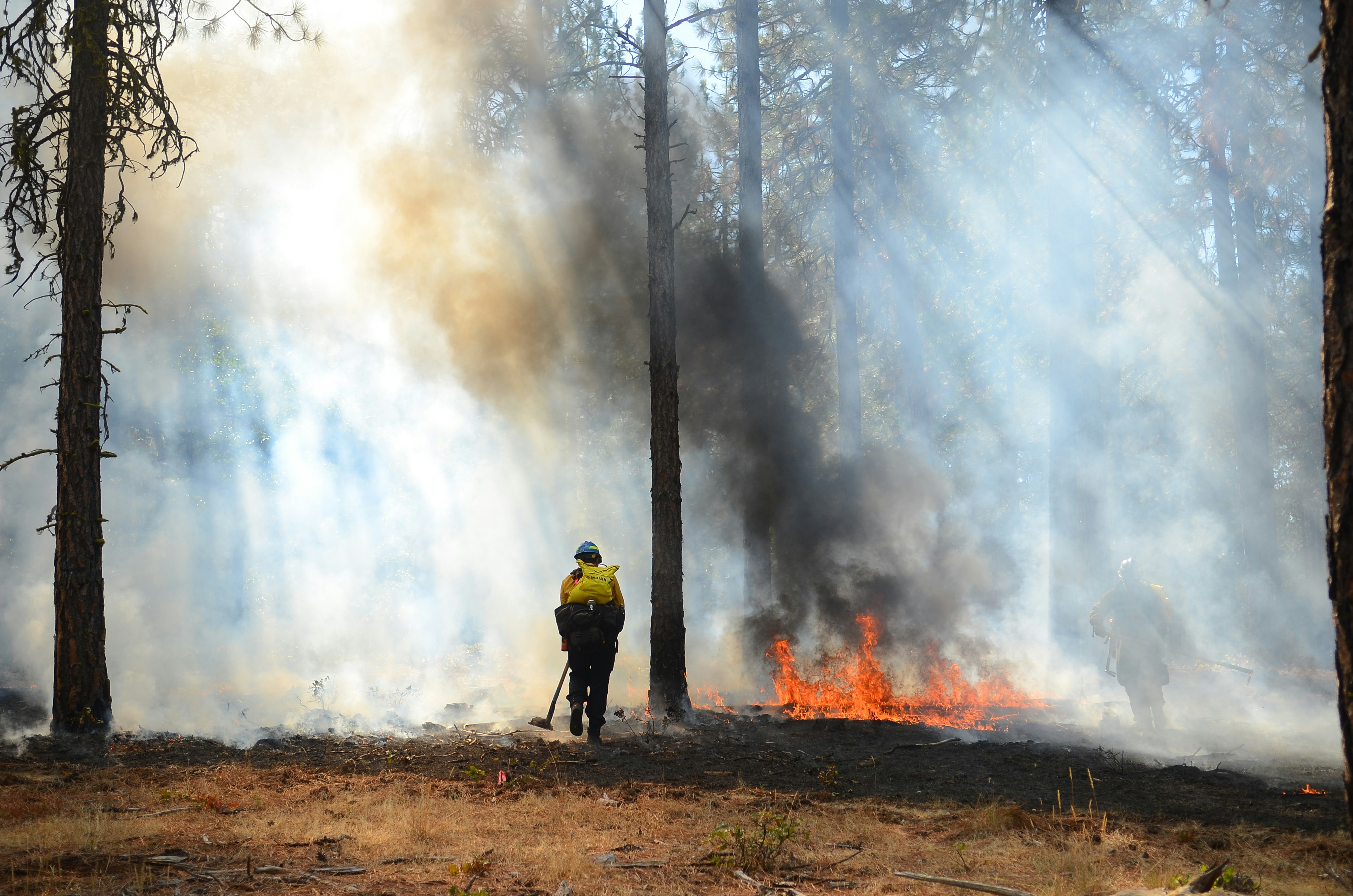 Hardened Vigil: Firefight in a Pine-Needle Curtain