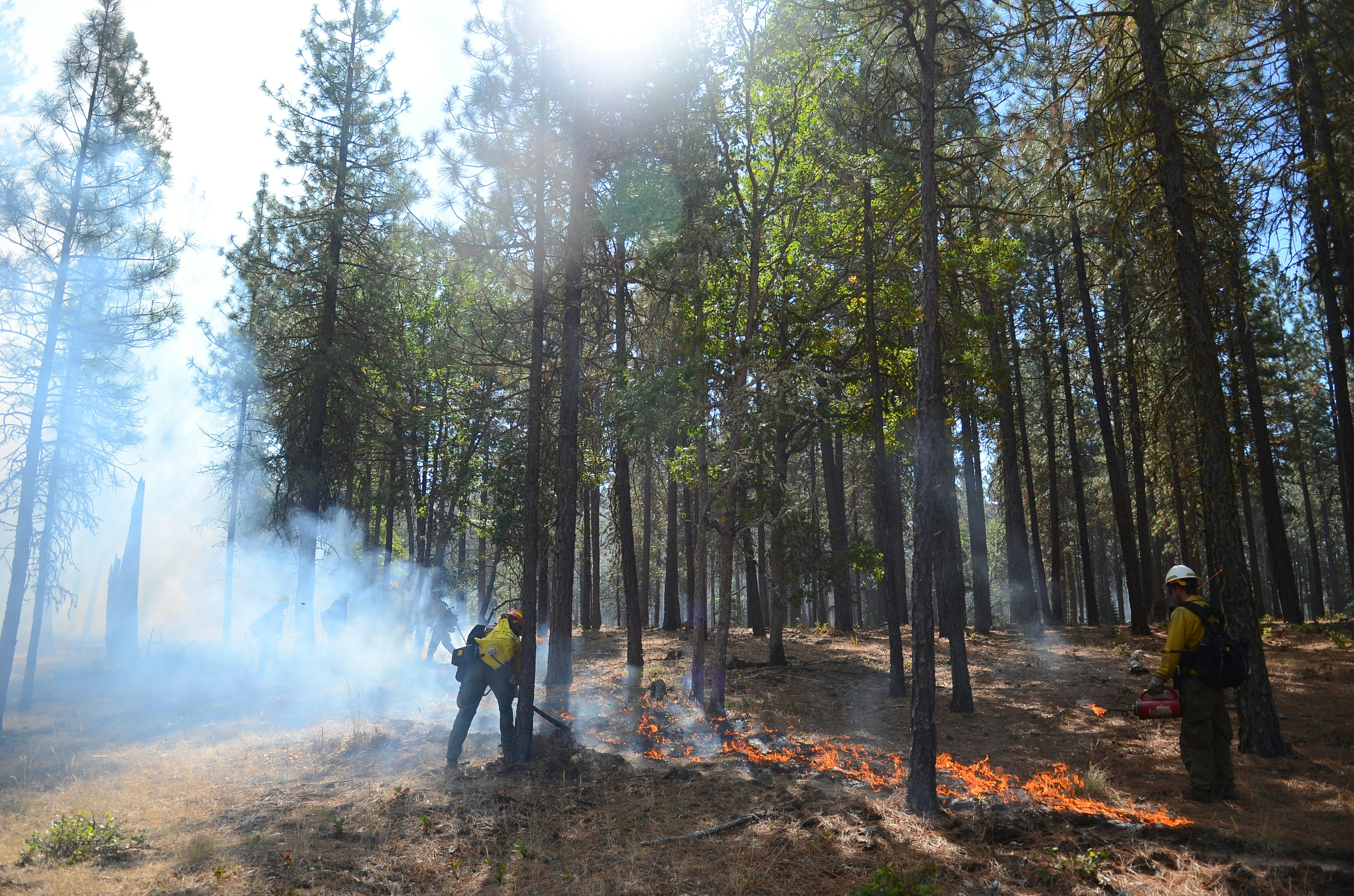 Firefighters manage a prescribed burn in a sunlit forest.