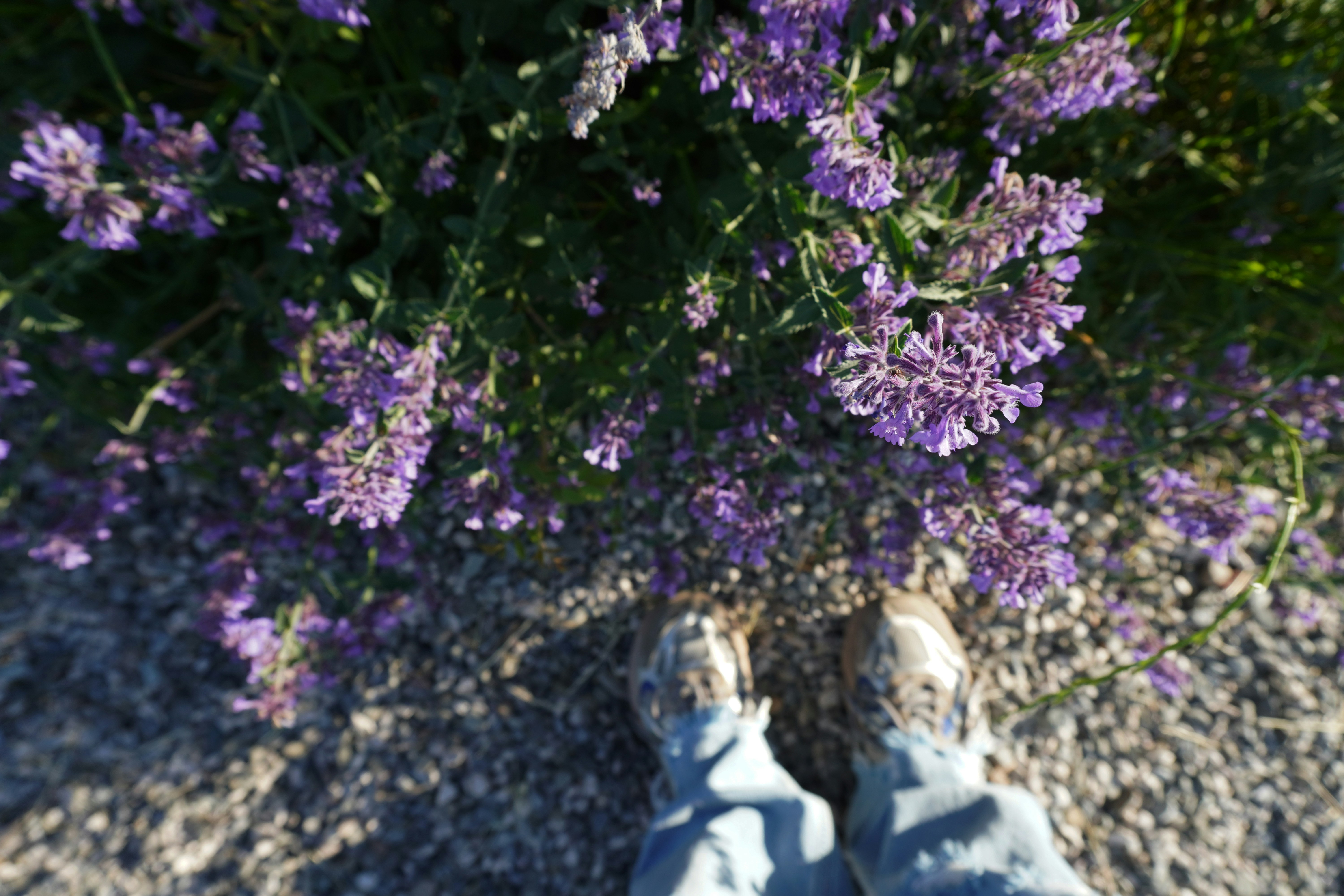 Purple bloom over a muddy path: a peek at the viewer’s shoes