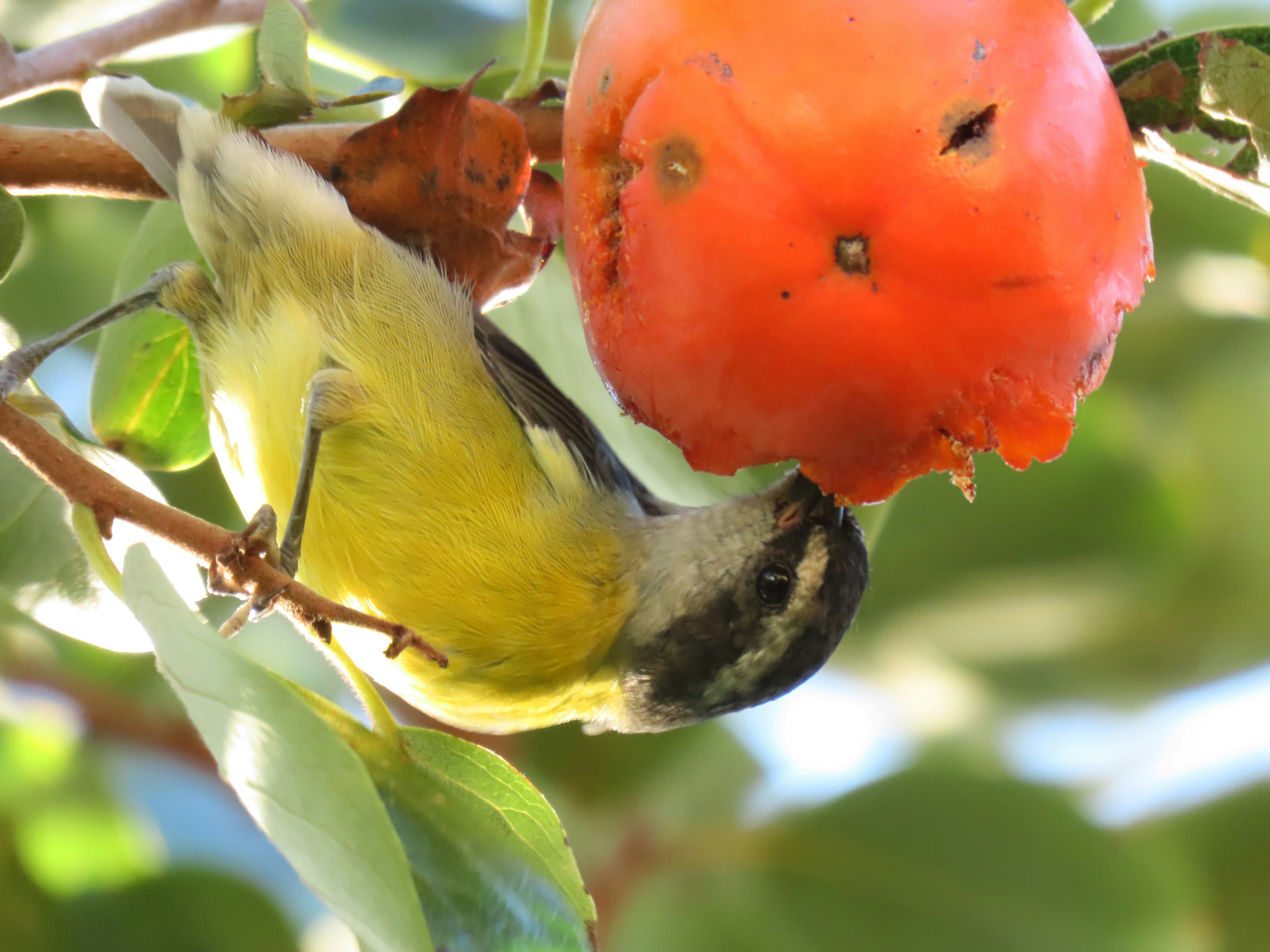 Yellow-Feathered Forager Meets Ripe Persimmon