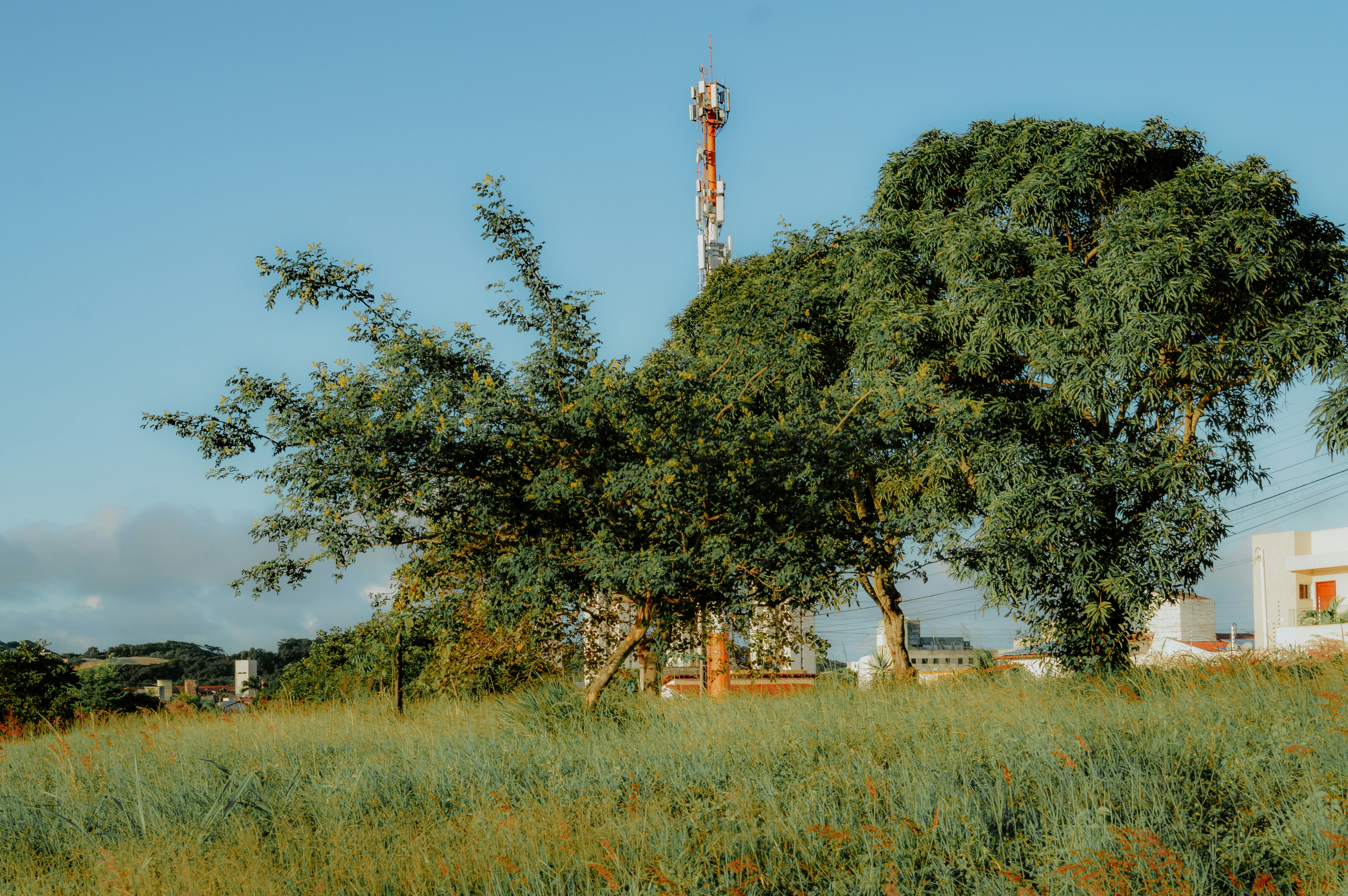 Tree Line Sentinel: A Calm Field Under a Clear Sky