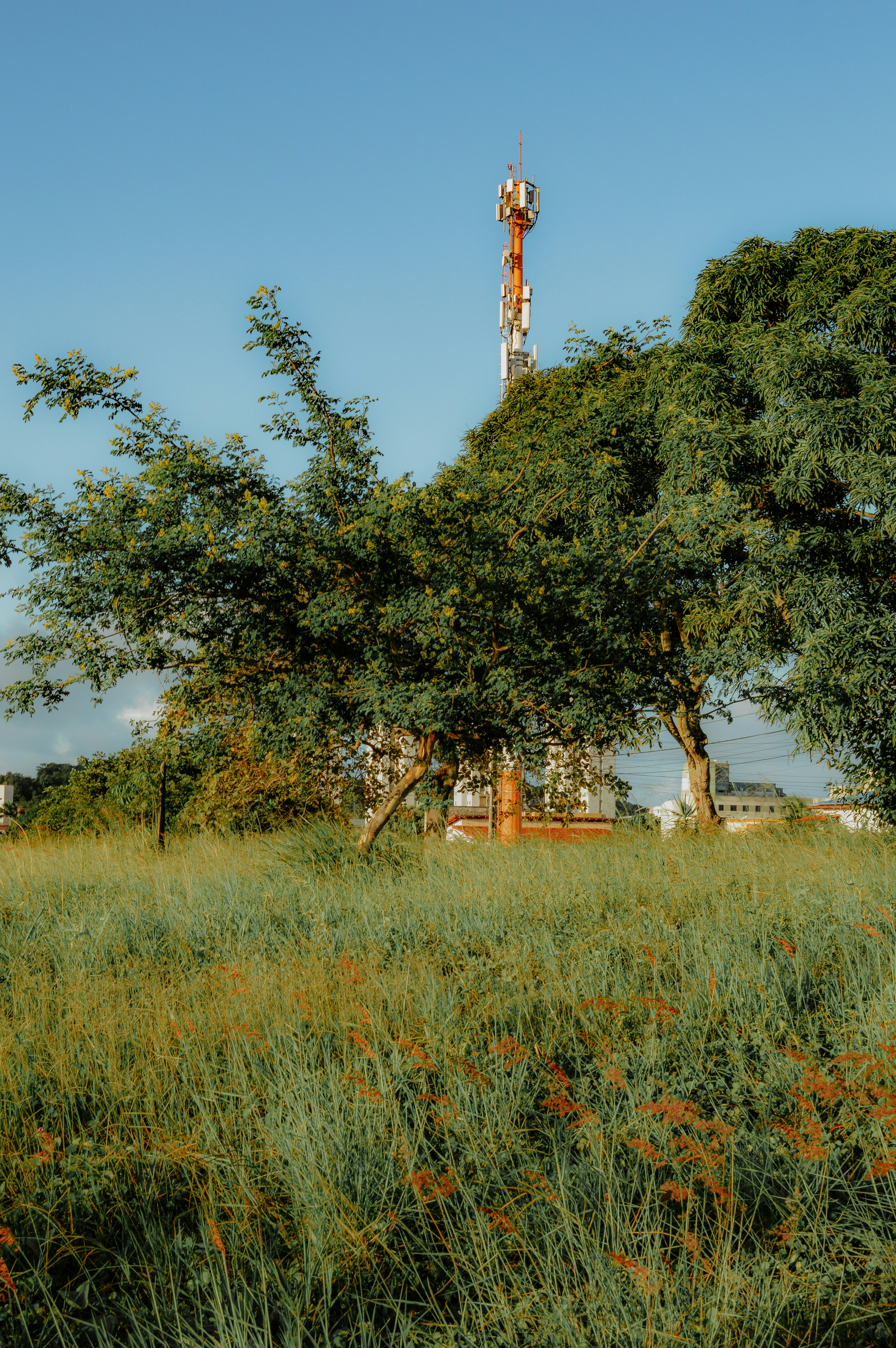 Cell Tower Emerges Over a Quiet Meadow
