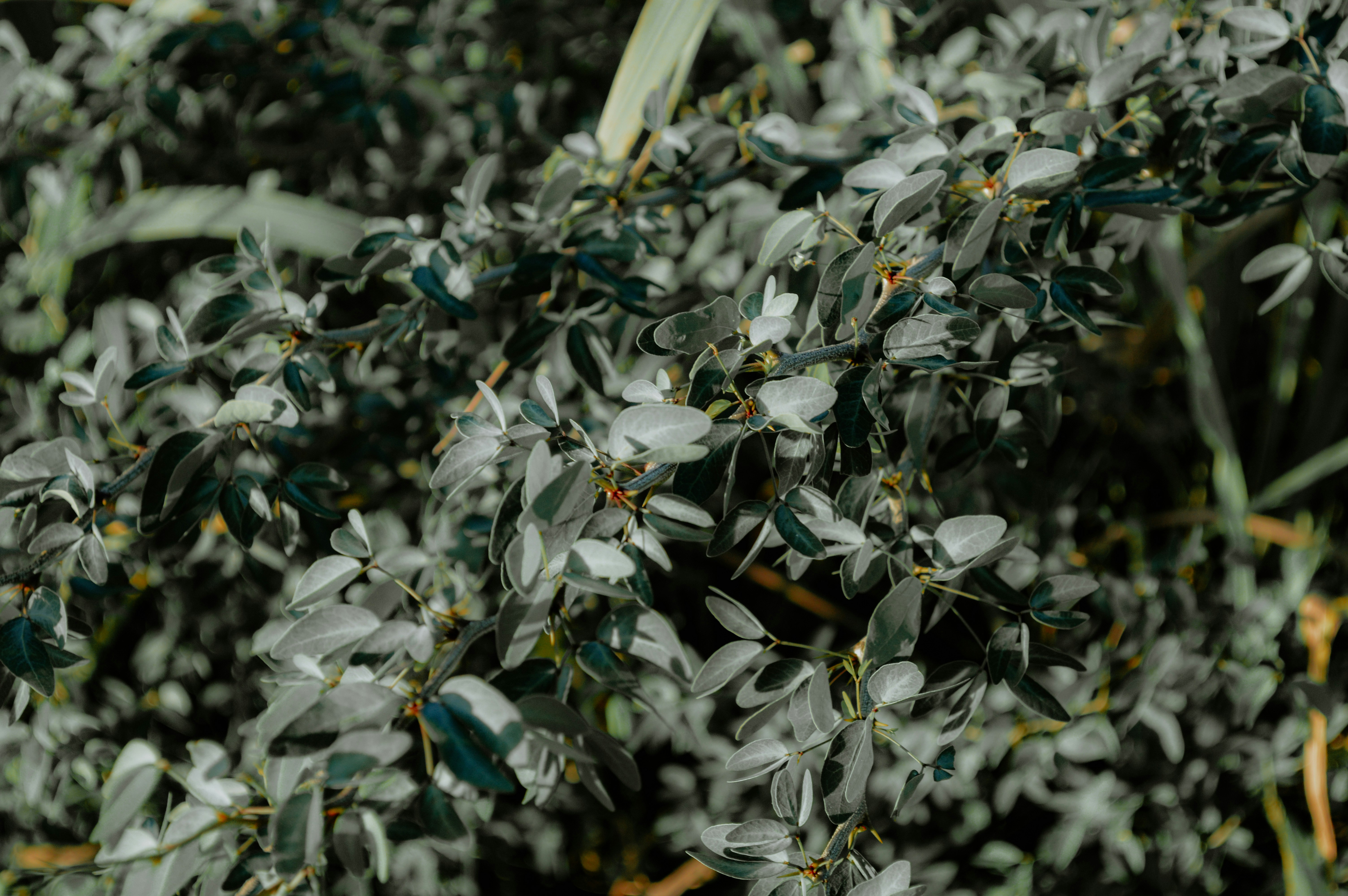 Dense Sage Green: A Close-Mup of Foliage and Small Leaves