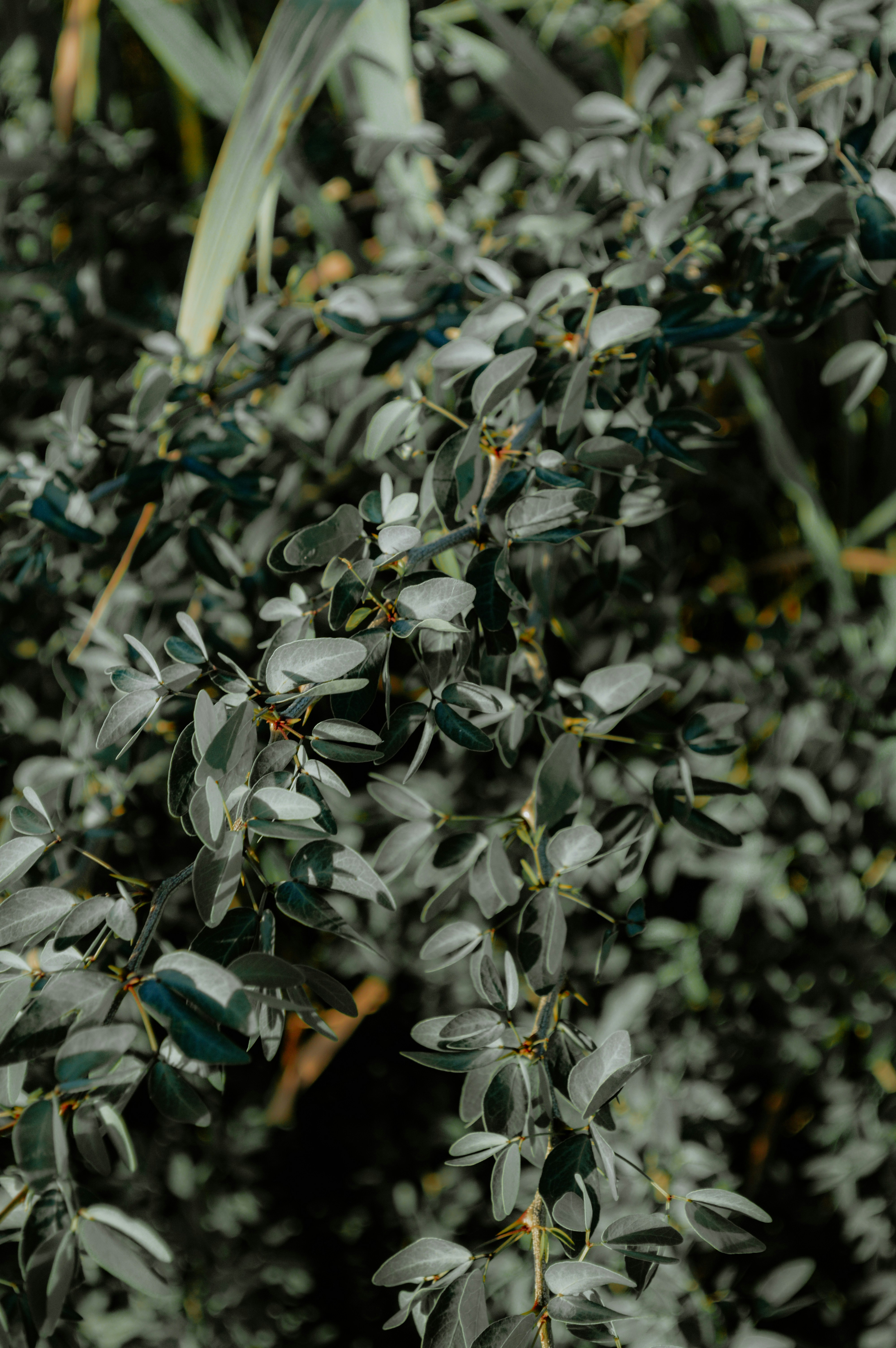 Shaded Eucalypt Canopy: A Close-Quarters Leaf Study