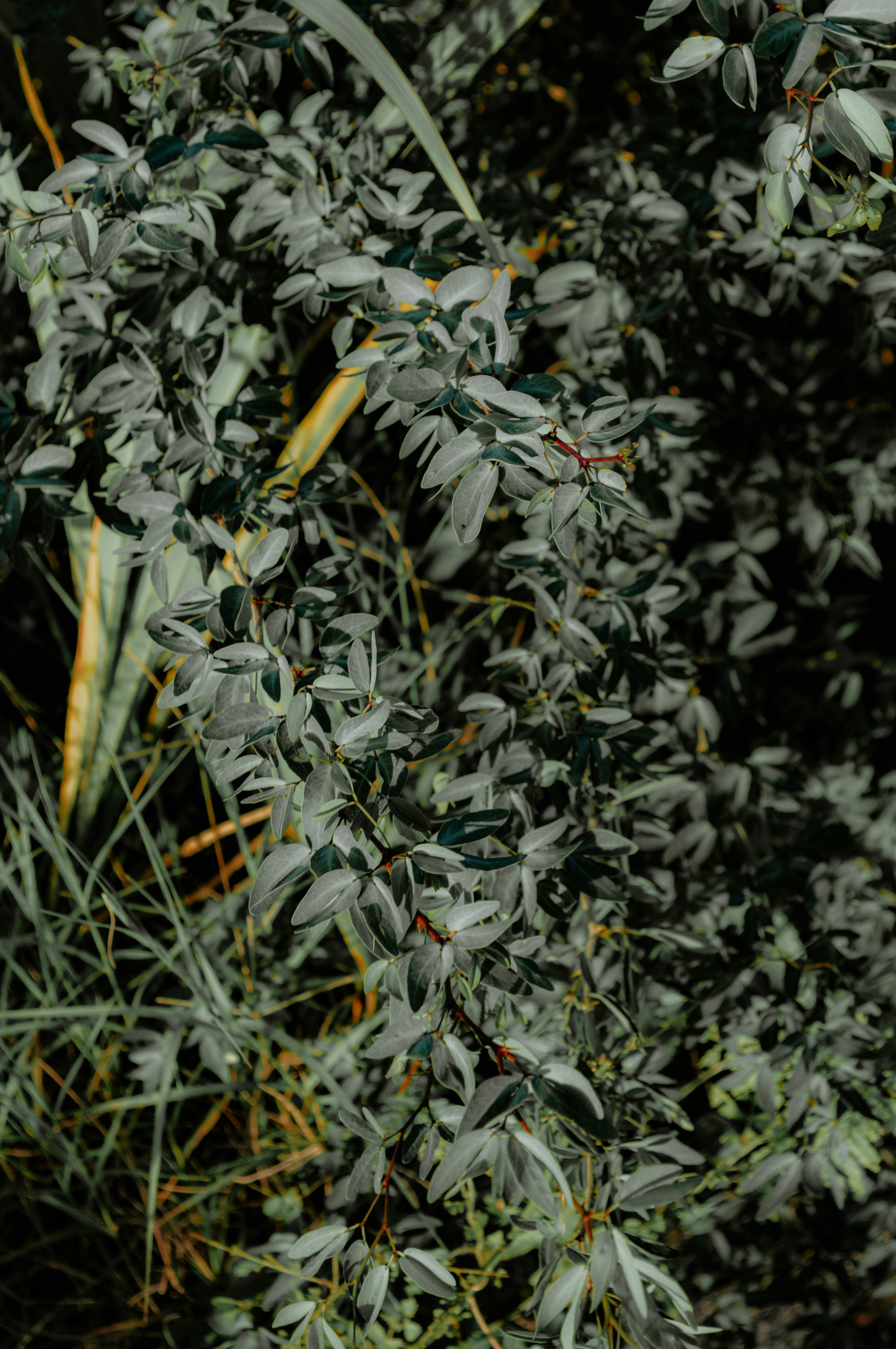 Verdant Veil: A Dense Cascade of Small Leaves