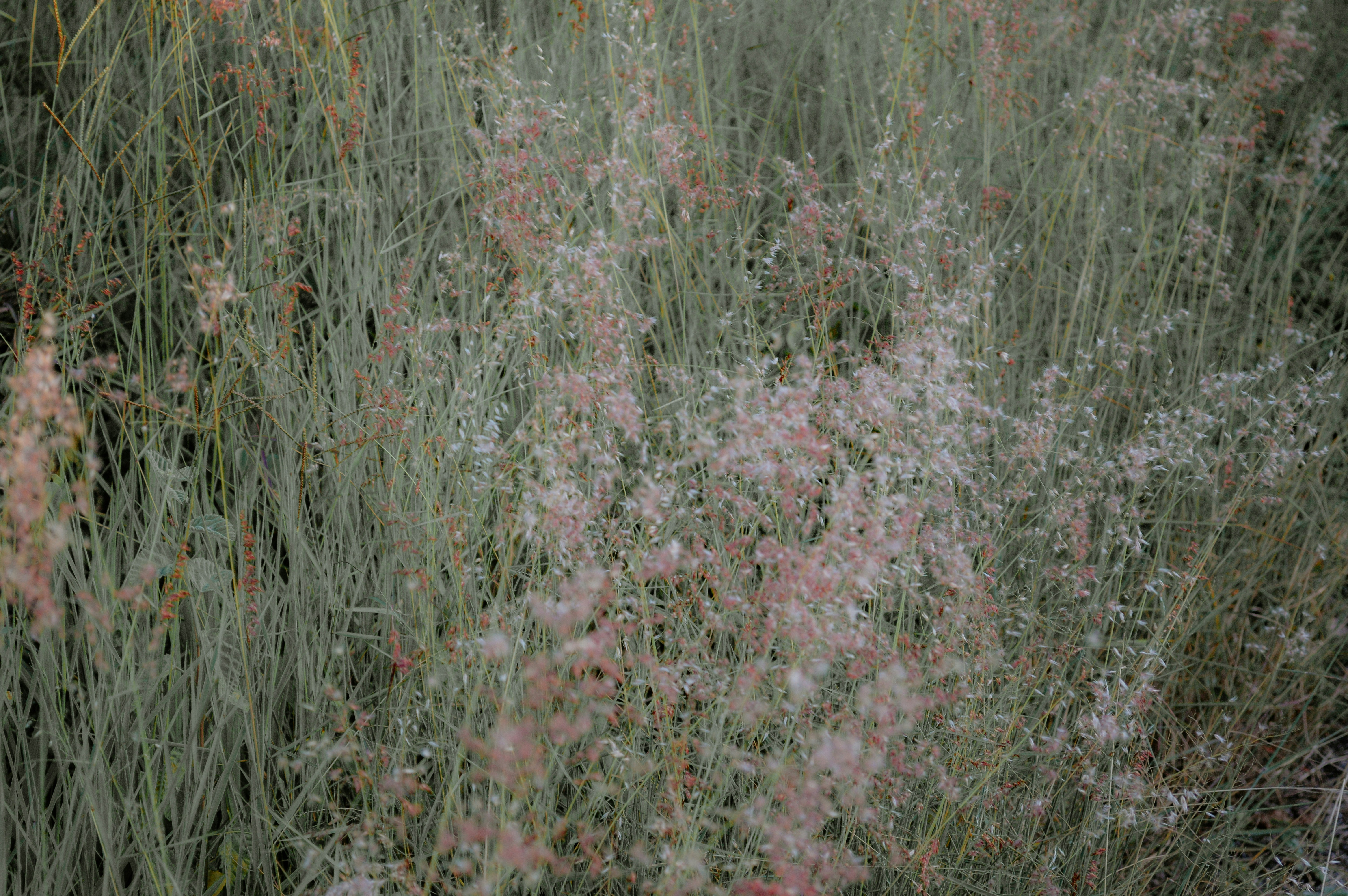Soft Meadow Haze: Lavender-tinted Grasses in Evening Light