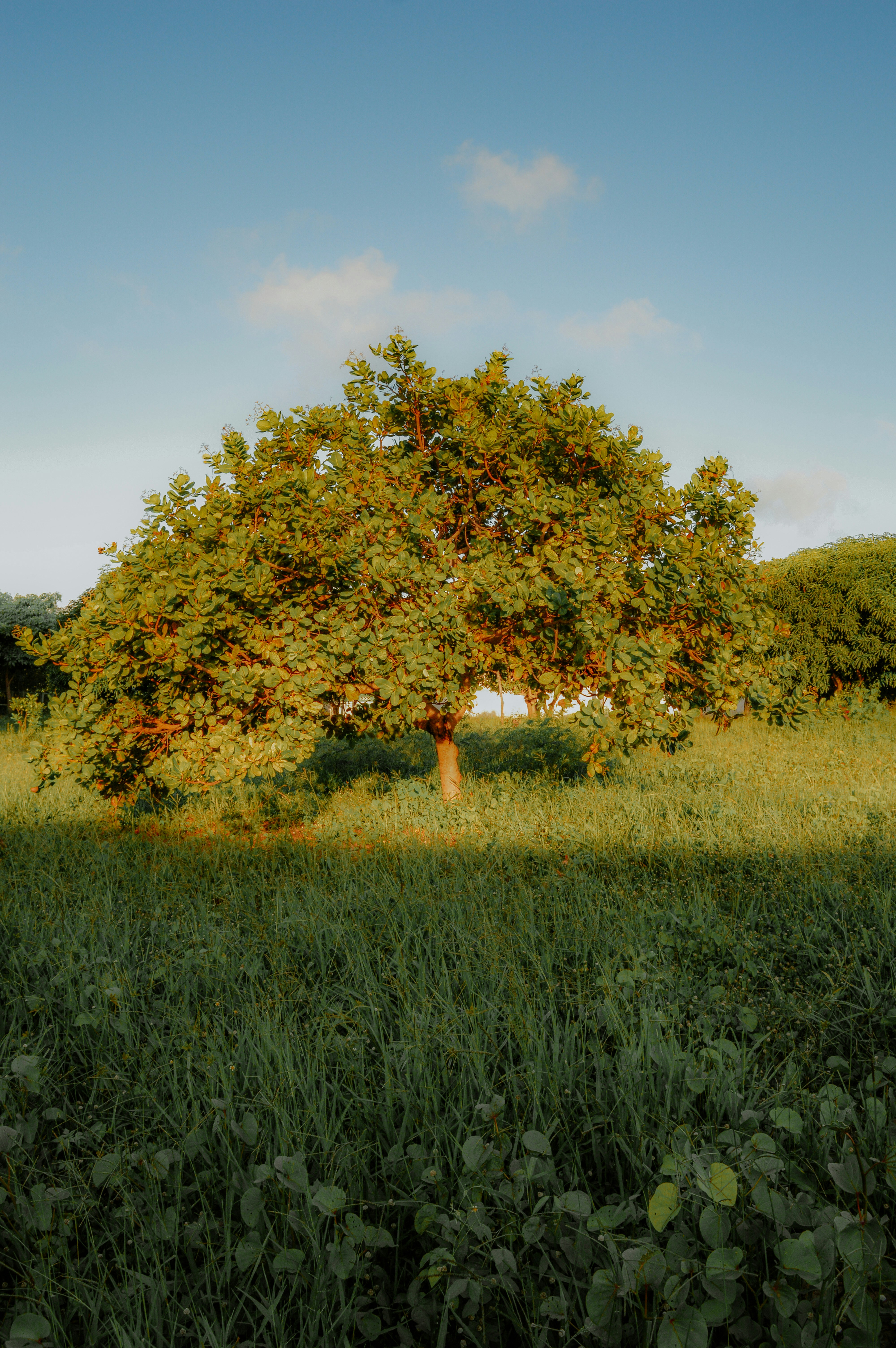Sunlit Orchard: A solitary tree in golden-hour glow