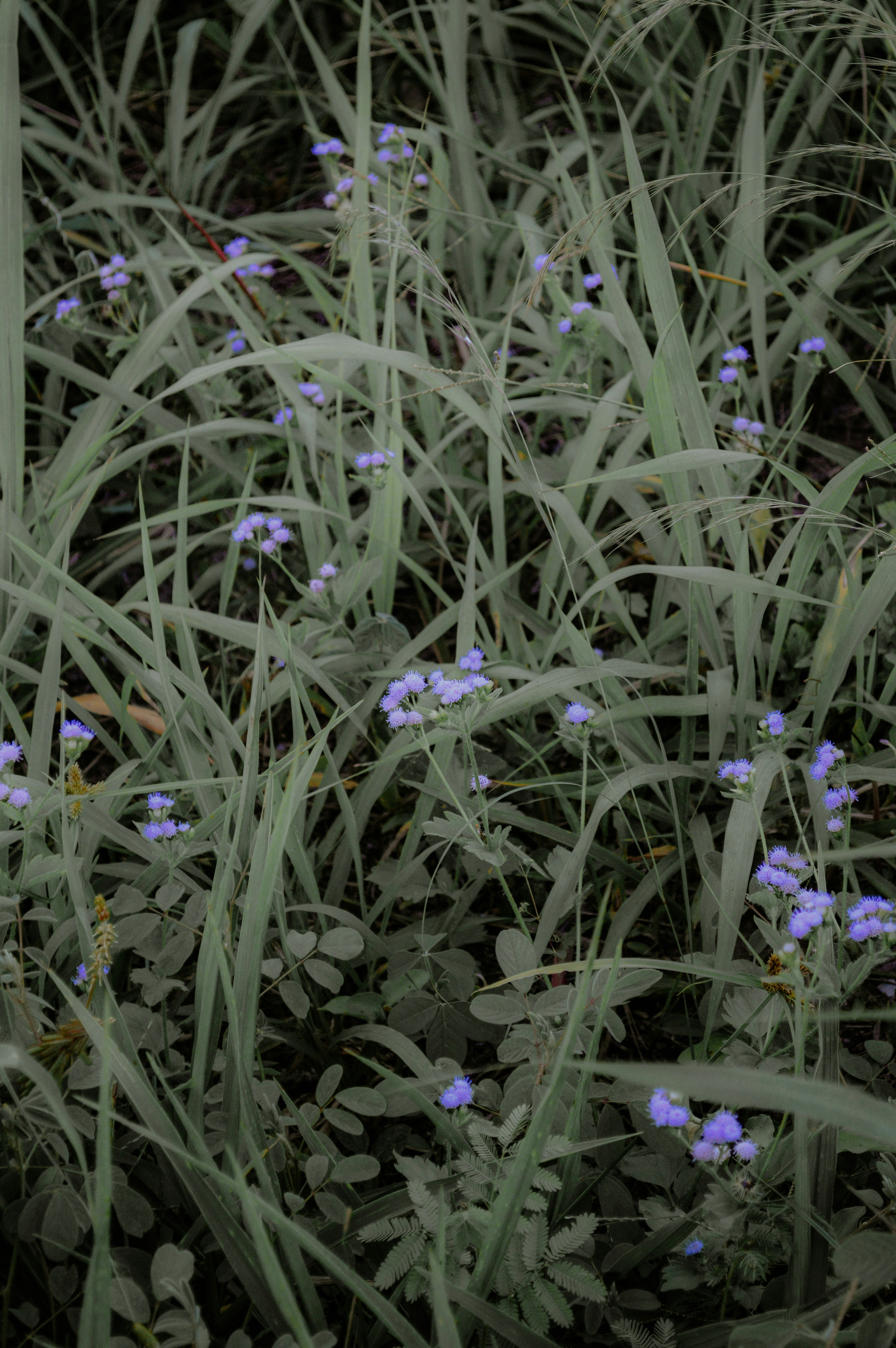 Field of Violet Specks: a tangle of grasses and small blue blooms