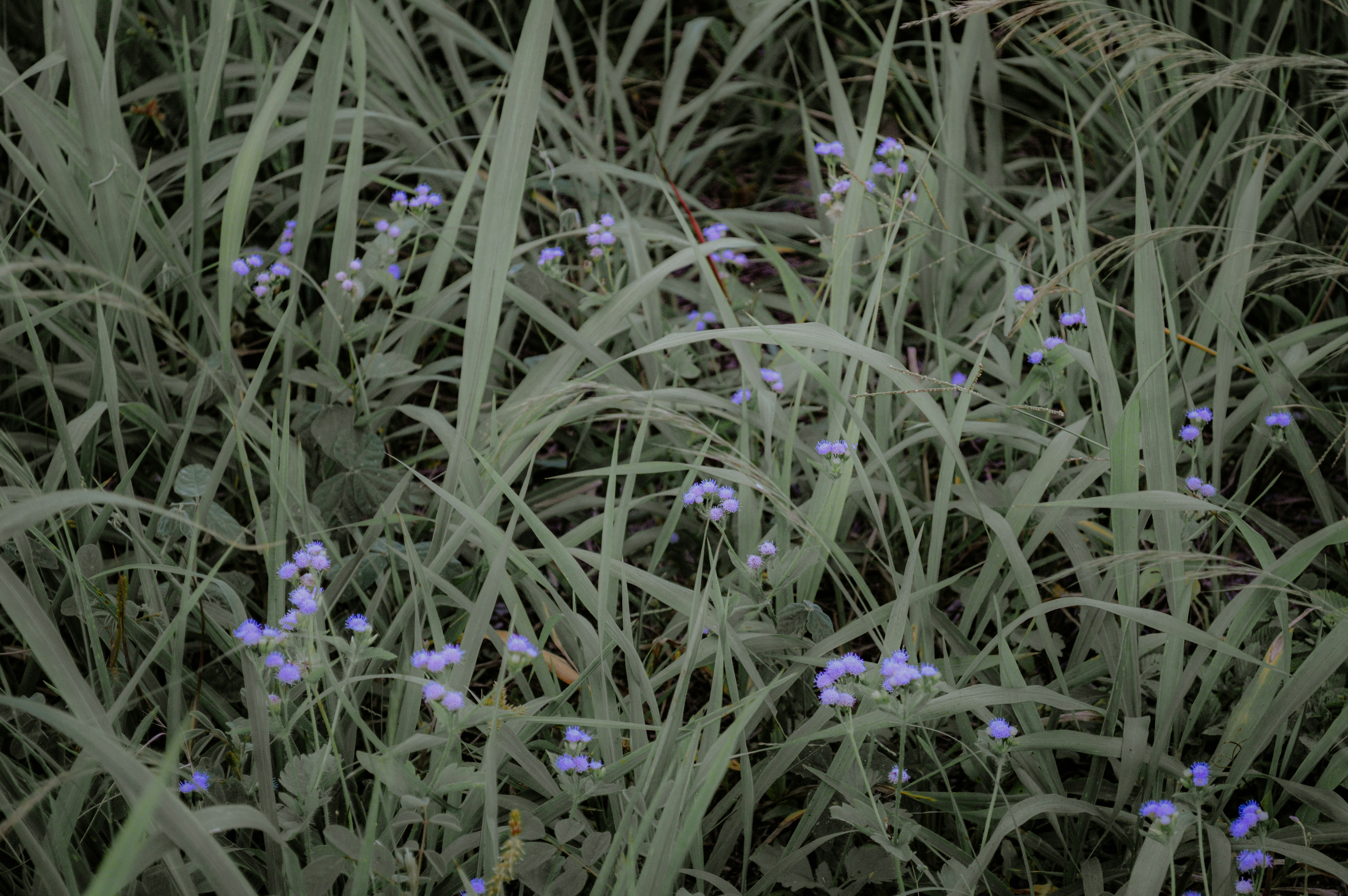 Lavender-tinged Grass and Violet Blossoms in Quiet Underbrush