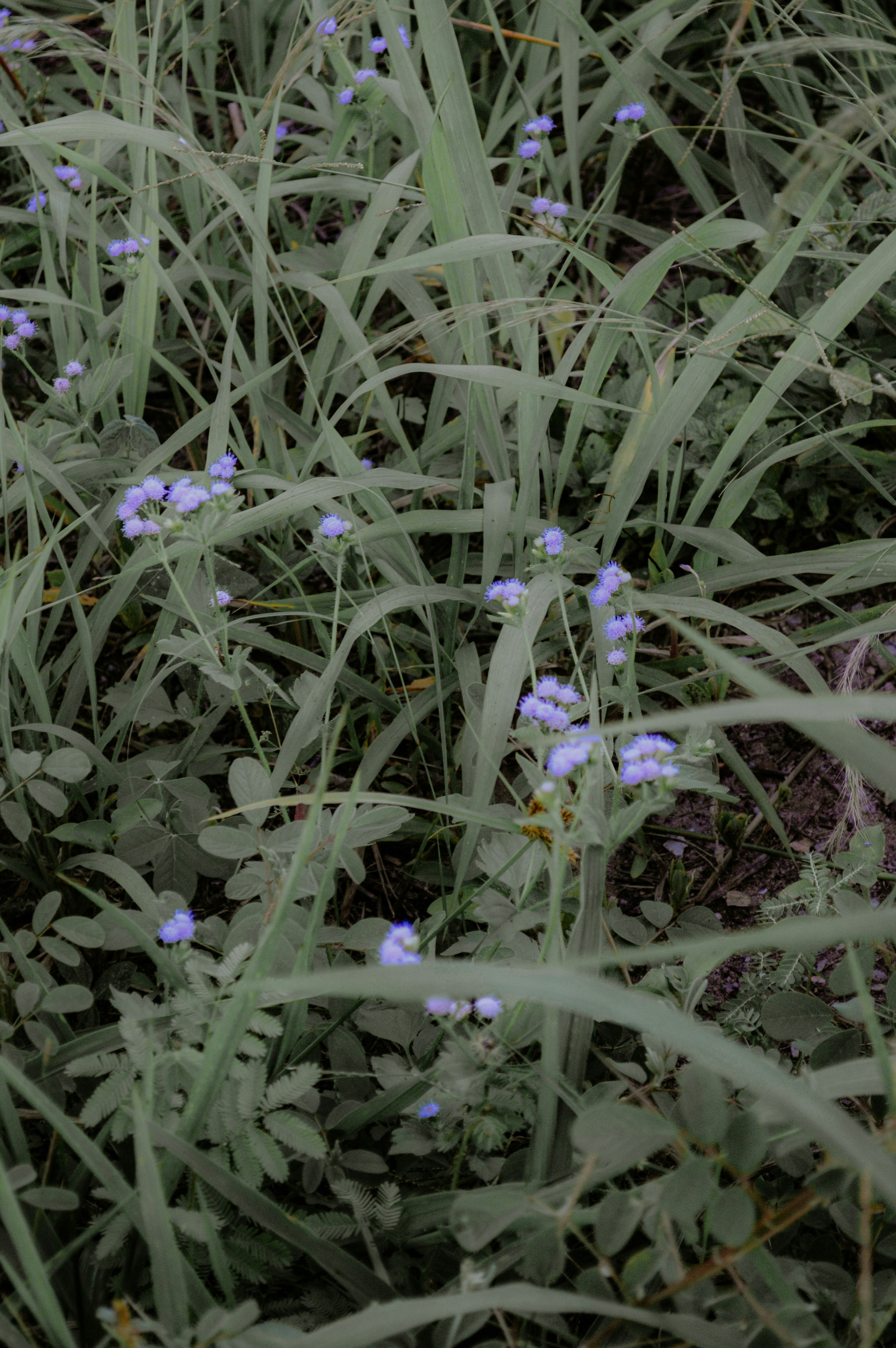 Verdant Meadow Ribbons: Purple Blooms Among Broad Leaves