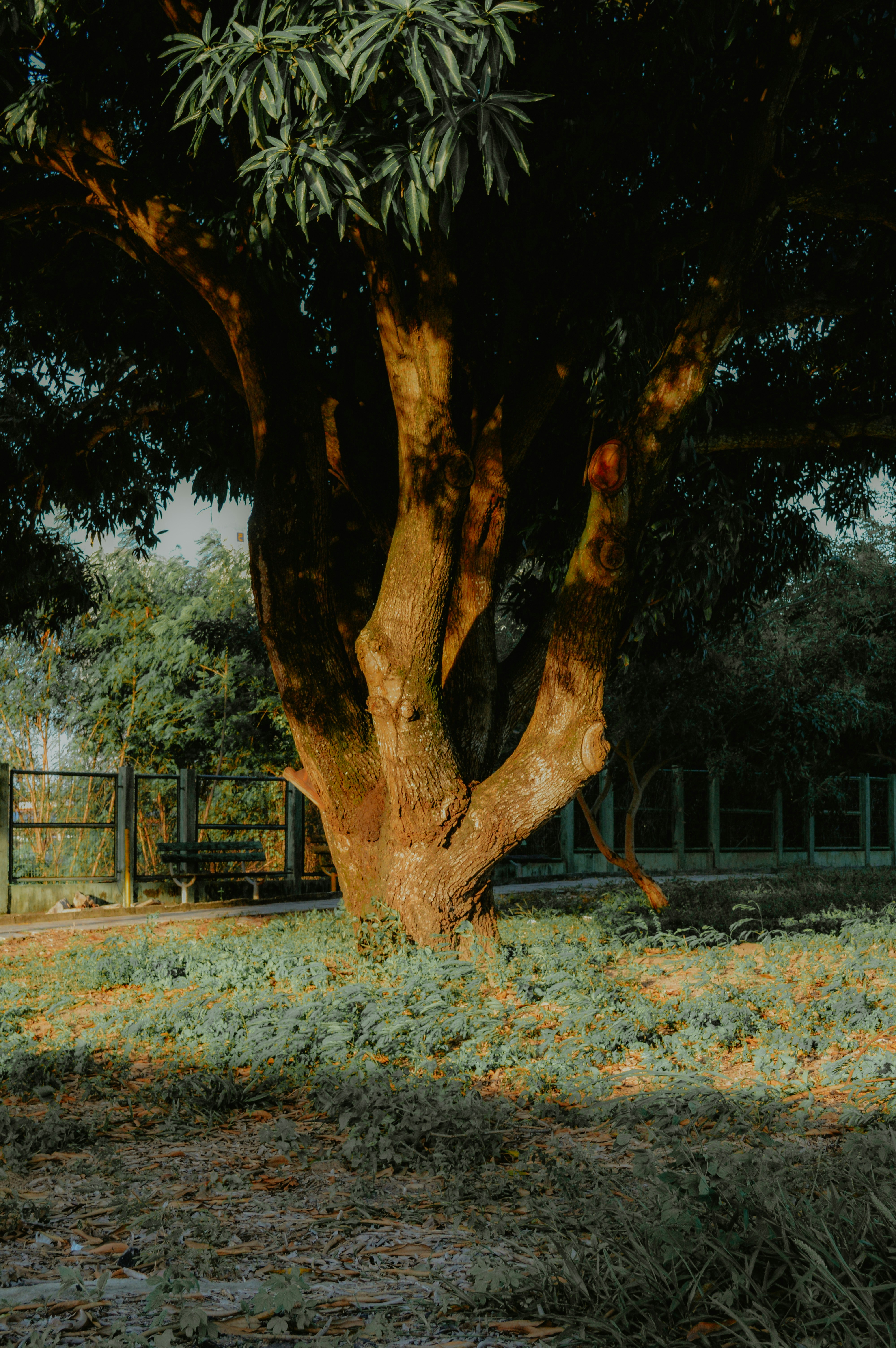 Sunlit trunk of a sprawling tree rises from a quiet park