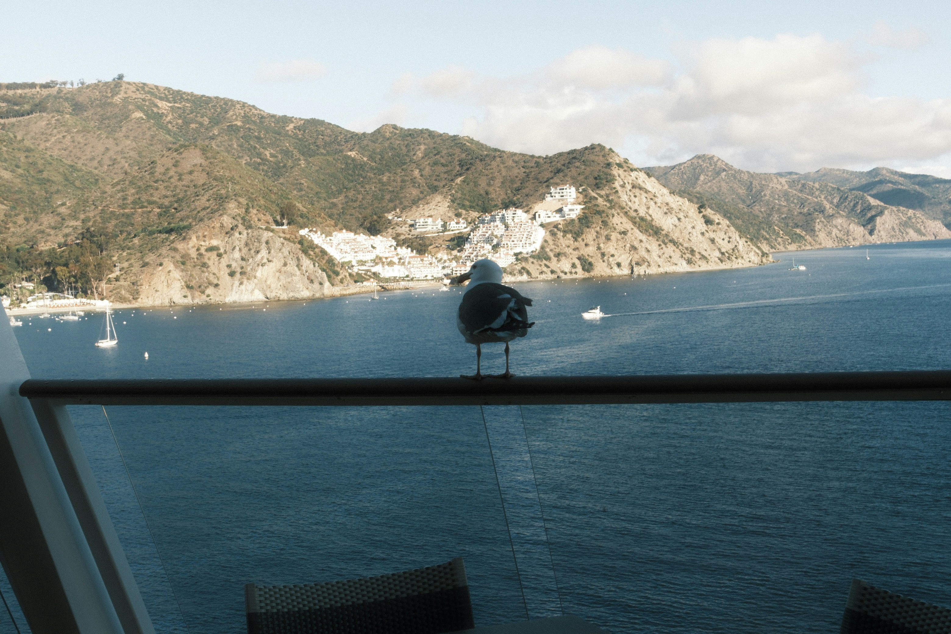 Seagull Sentinel on a Balcony Rail over the Sea