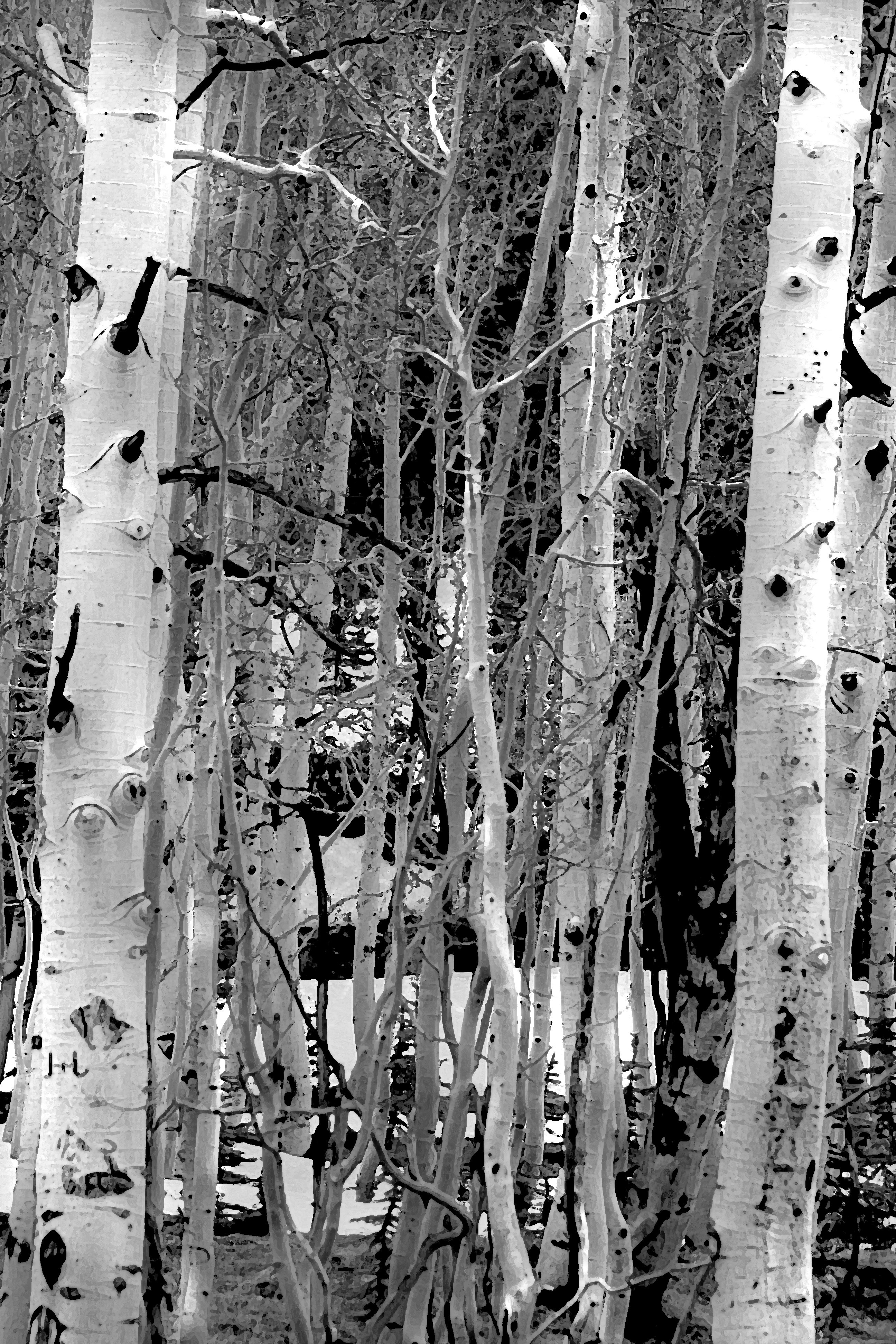 Whispering trunks: a monochrome grove of slender aspens