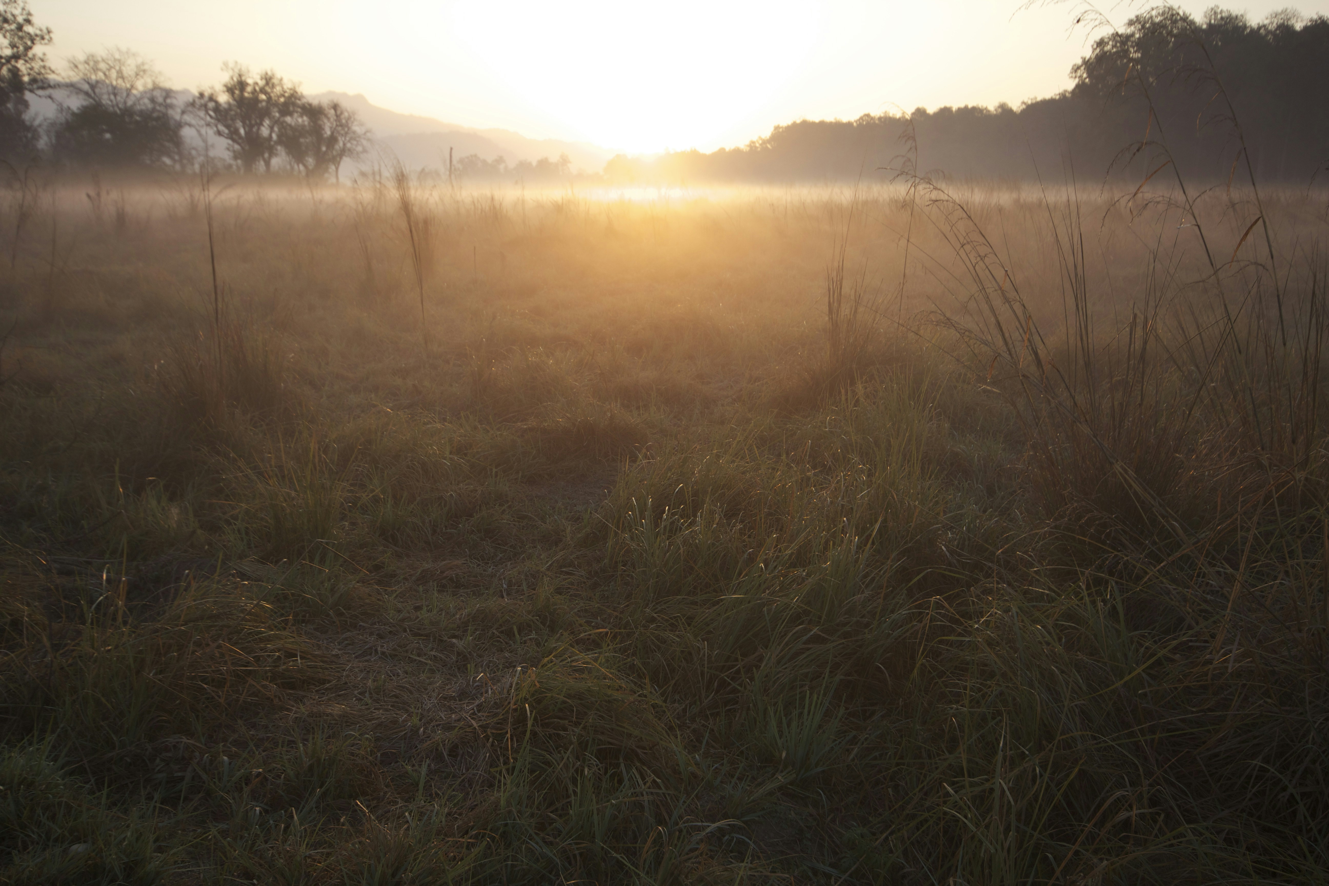 Morning Quiet: Sunlit Mist Over a Dewy Meadow