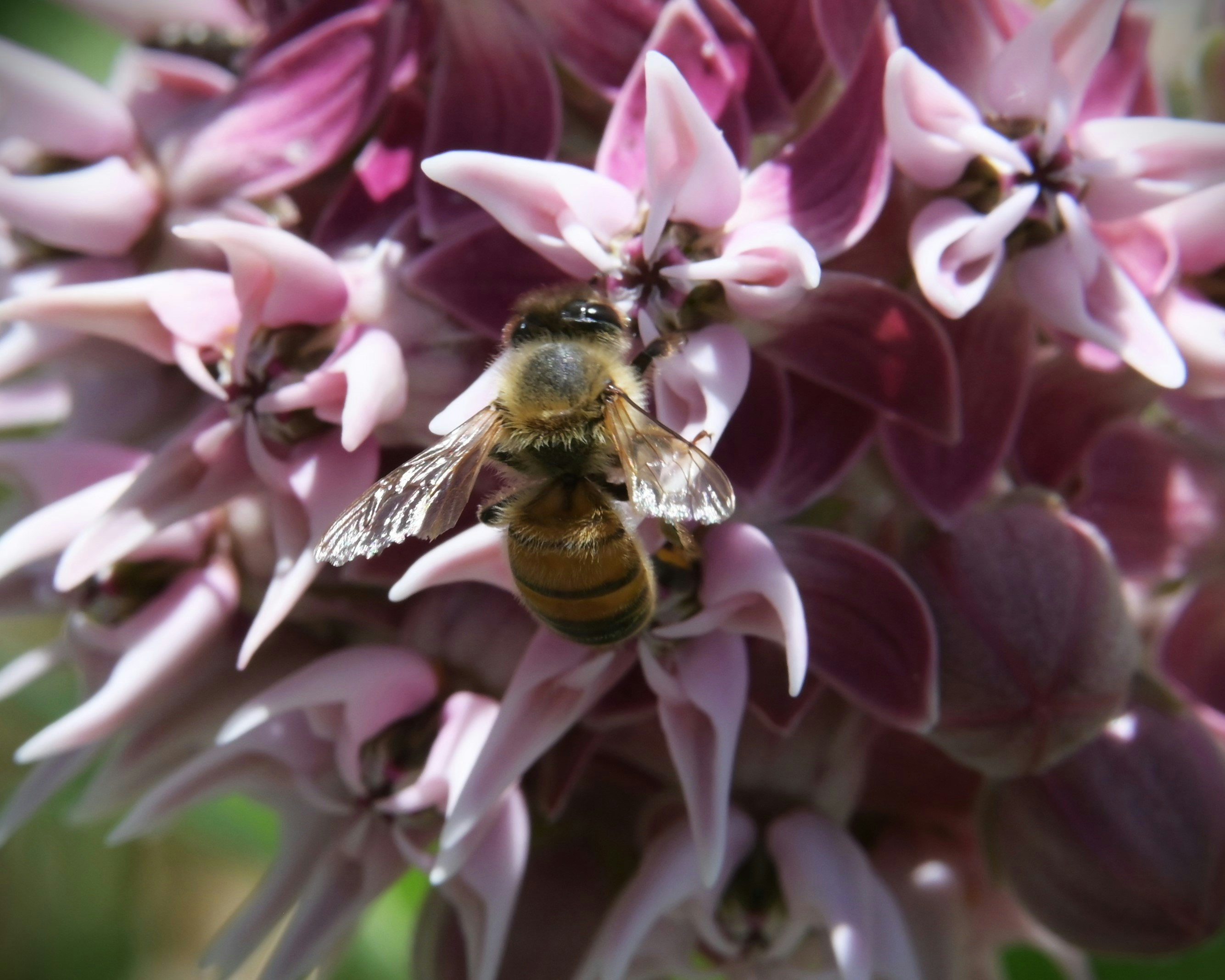 Hovering Pollinator Amid Rose‑Purple Petals