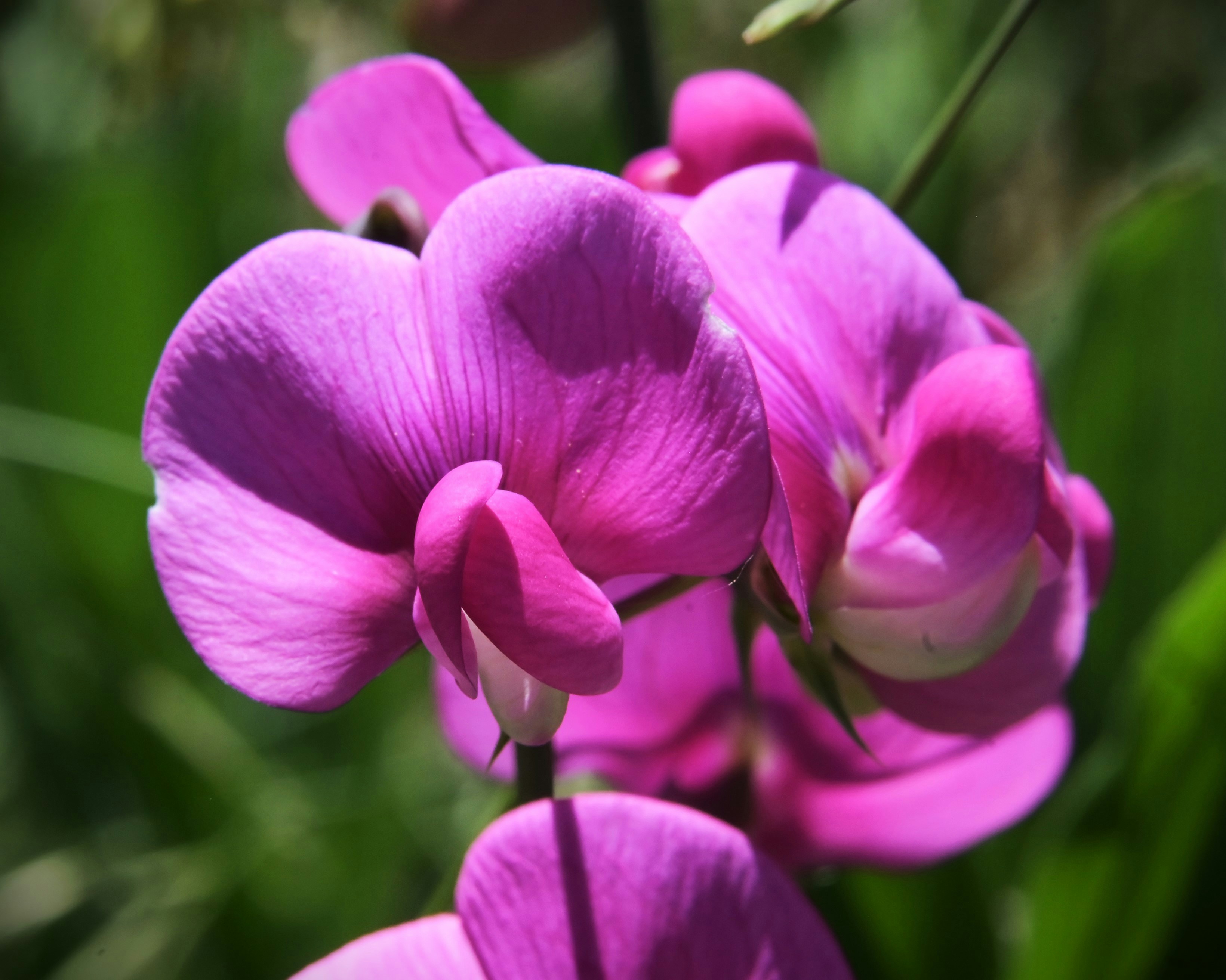 Pink Orchid in Soft Backlight: Curves and Veins in Focus