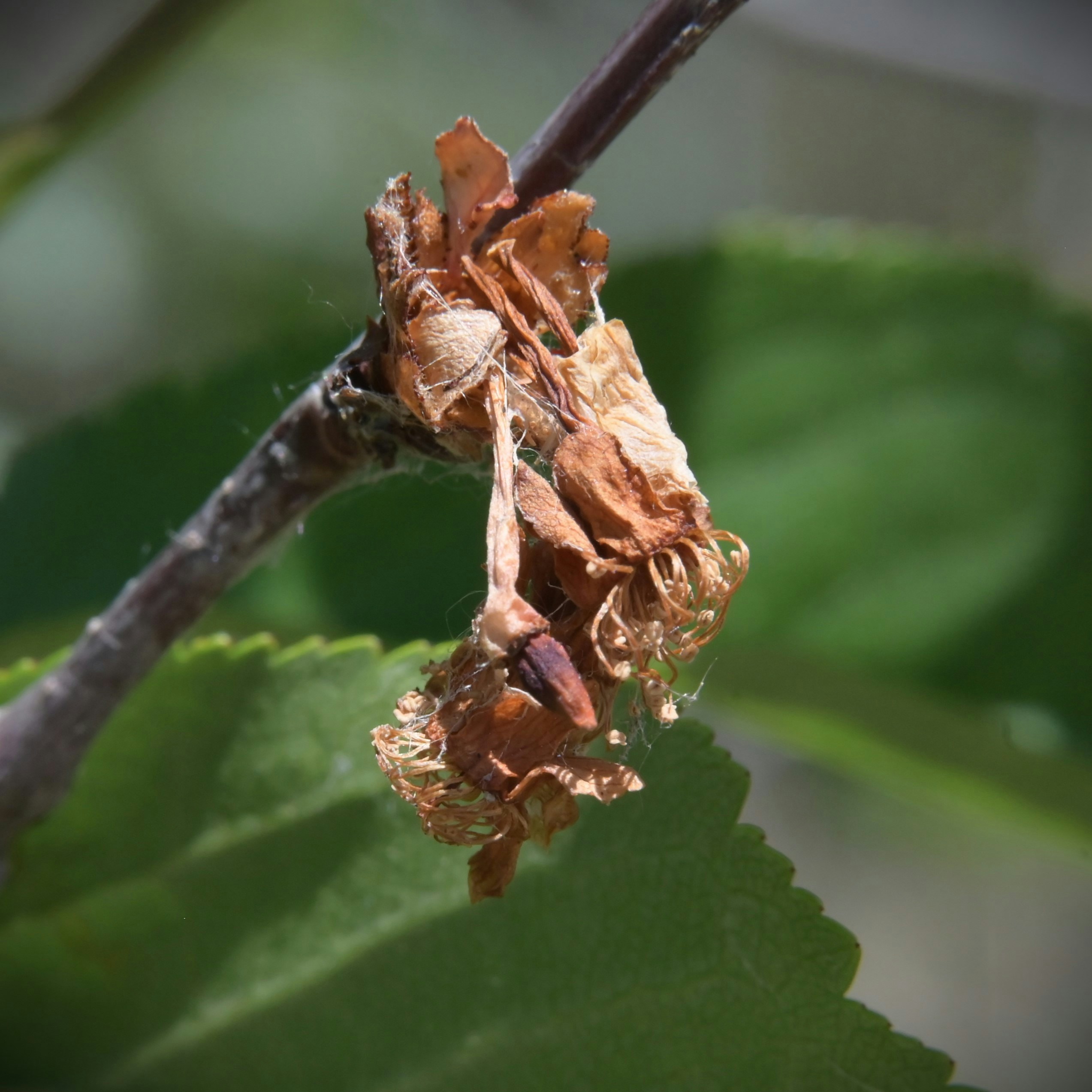 Withered Blossom on a Thorny Stem: Quiet Decay in Green Light