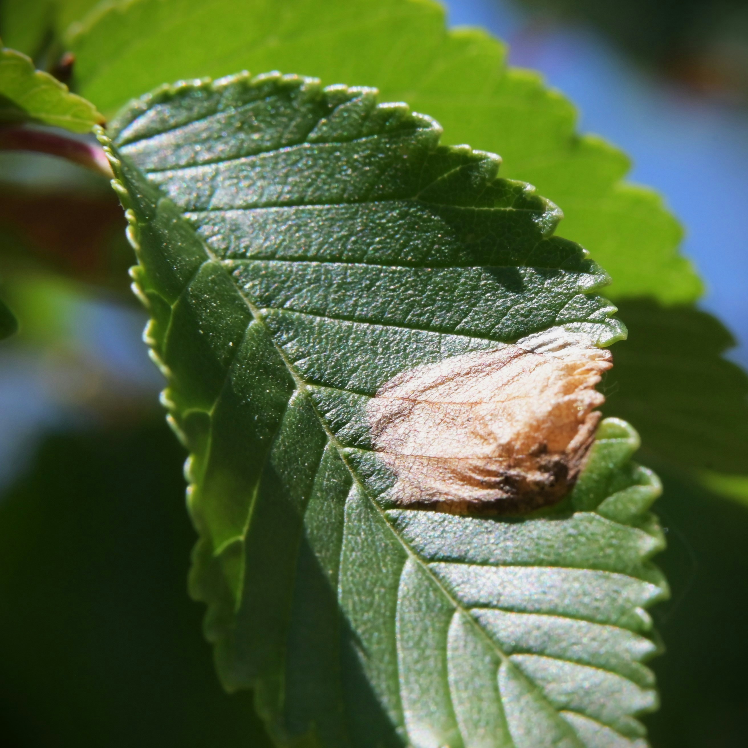 Close-up of a sunlit leaf with a brown damaged spot and serrated edge