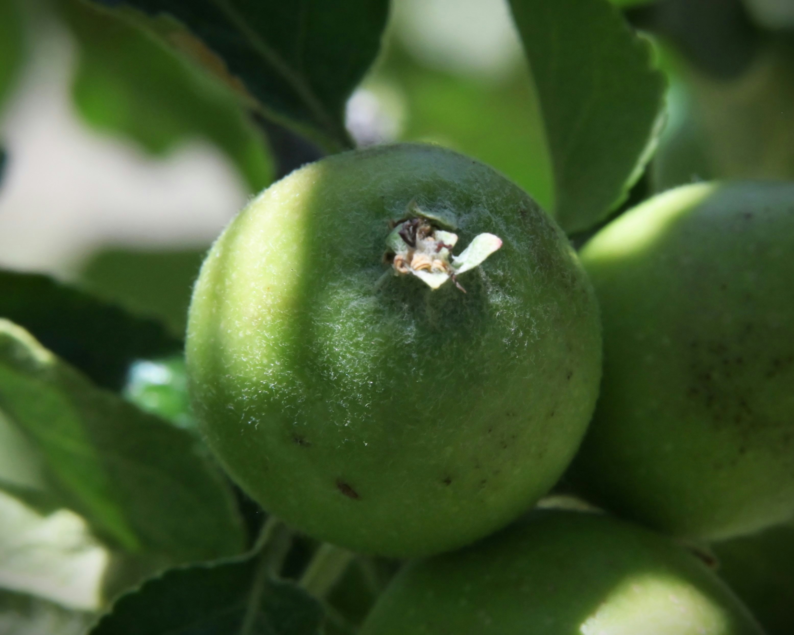 Green Apple on a Sunlit Orchard Branch