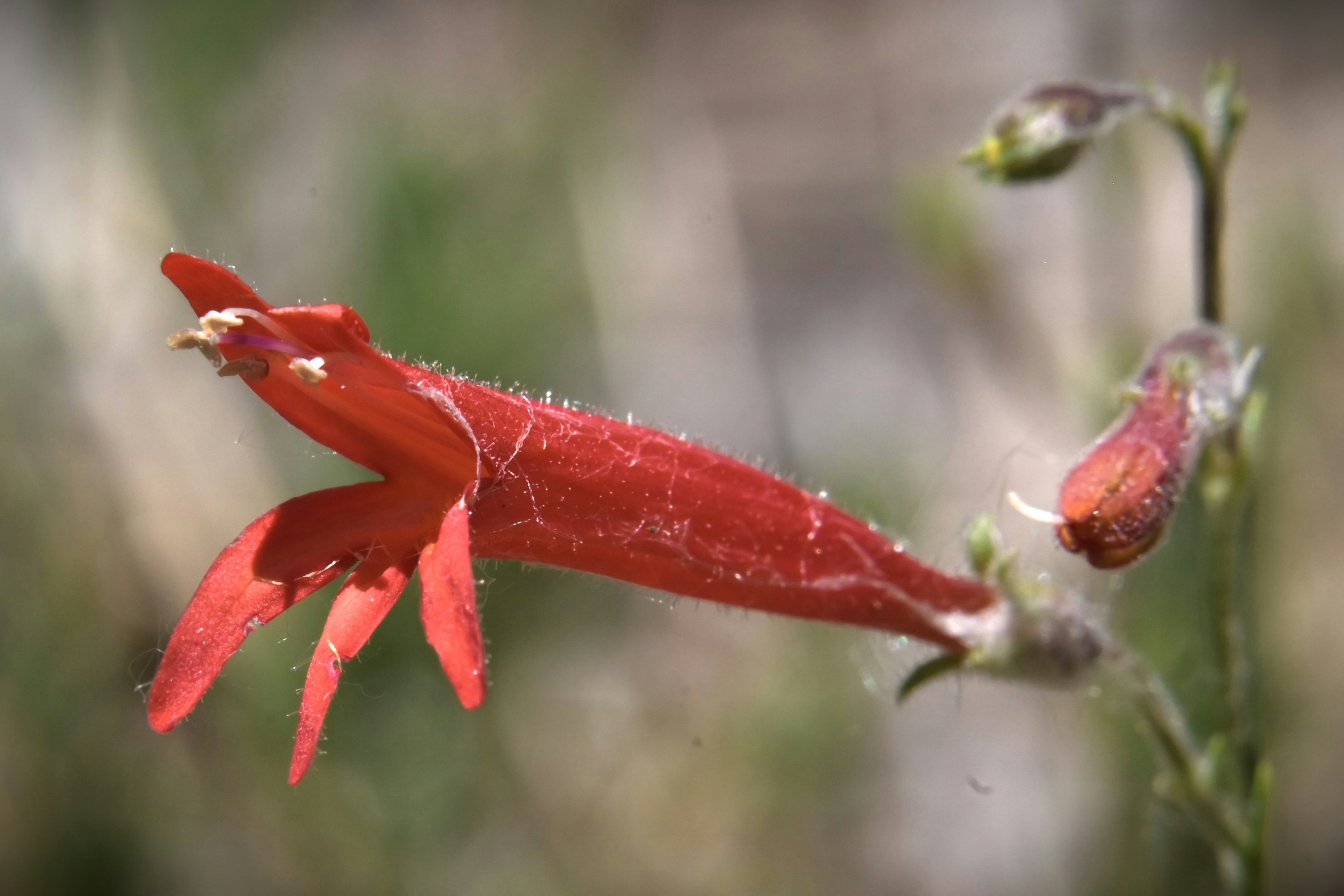 Red Flower in Focus: A Delicate Petal Reaches for the Light