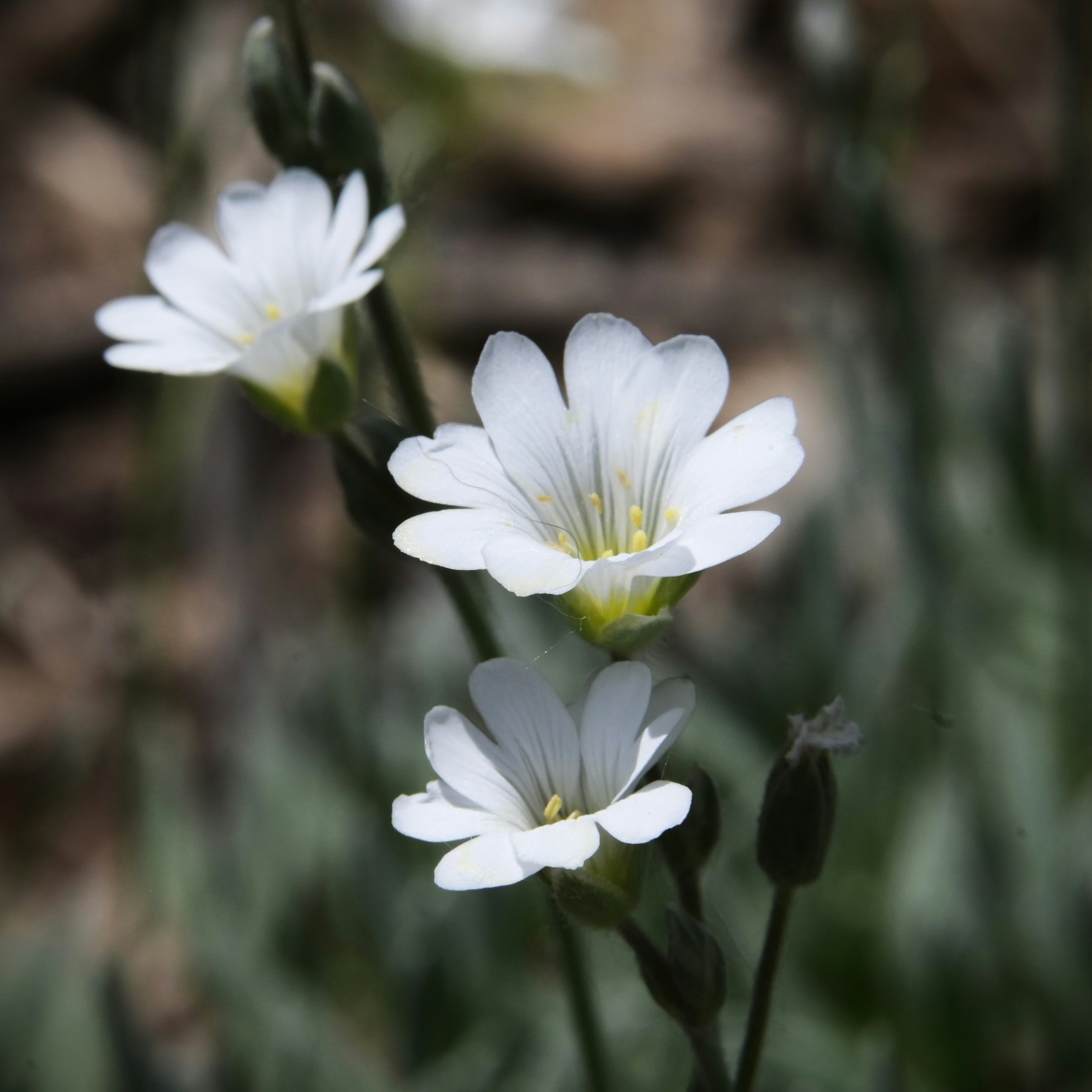 White Blooms in Soft Focus: A Serene Macro Moment