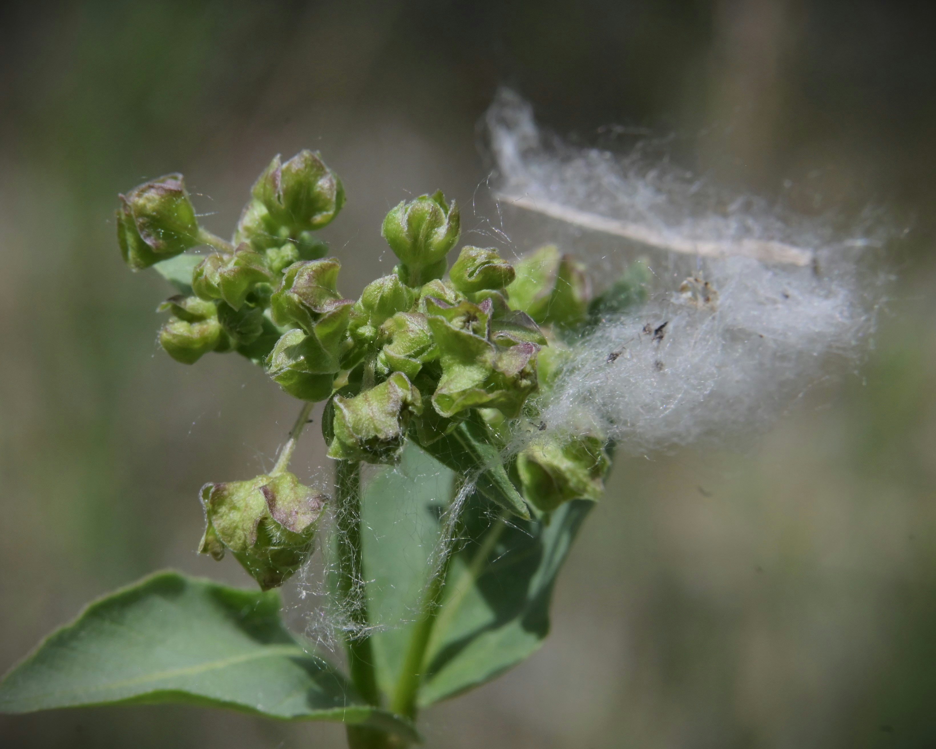 Silken Seeds: Fallen Web on a Spring Bud