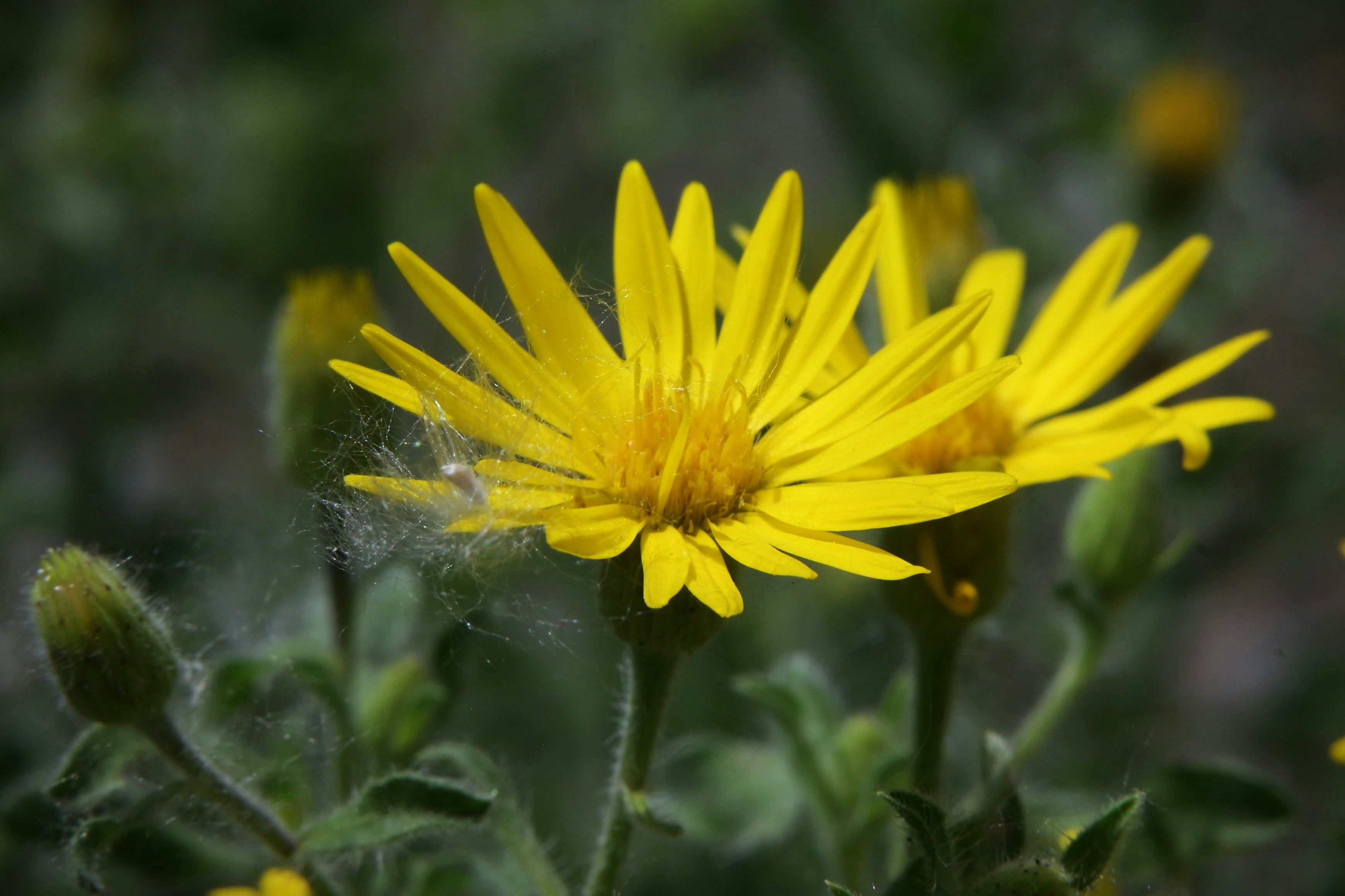 Sunlit Plein of Yellow: A Daisy-like Bloom in Soft Focus Green