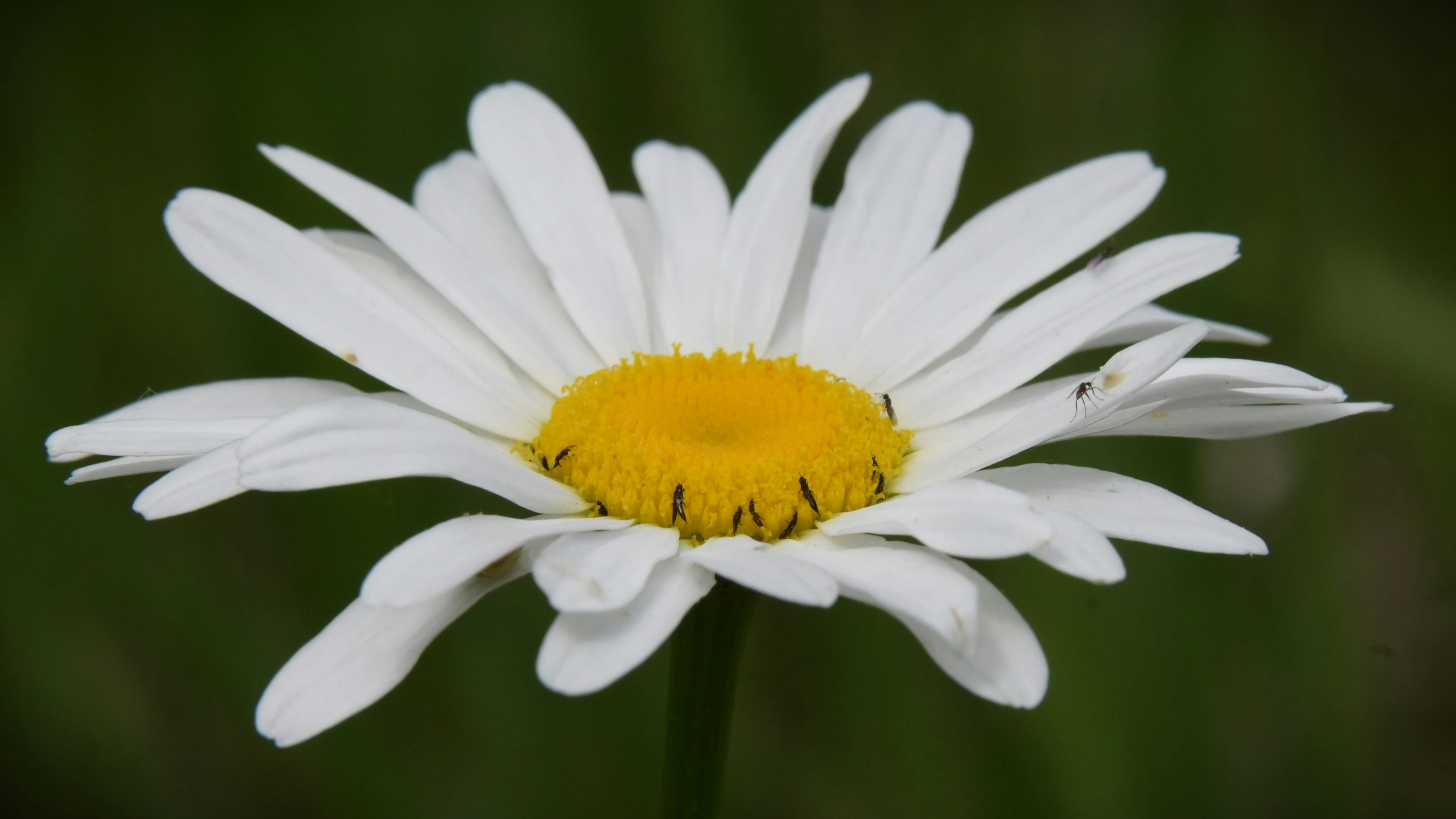 Close-Up Bloom: Sunlit Daisy with Soft Green Backdrop