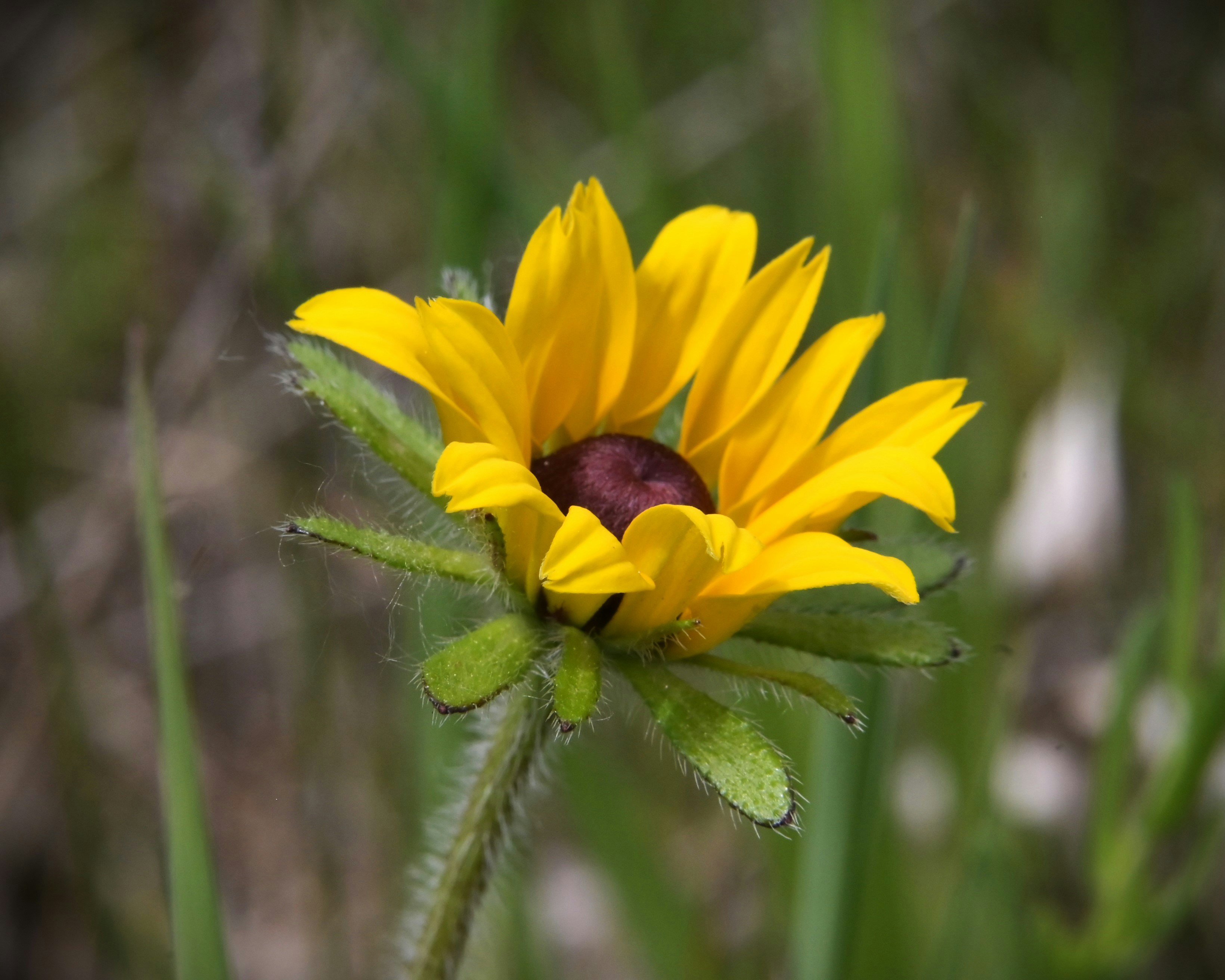 Sunlit Yellow Bloom Centerstage in Soft Meadow Blur