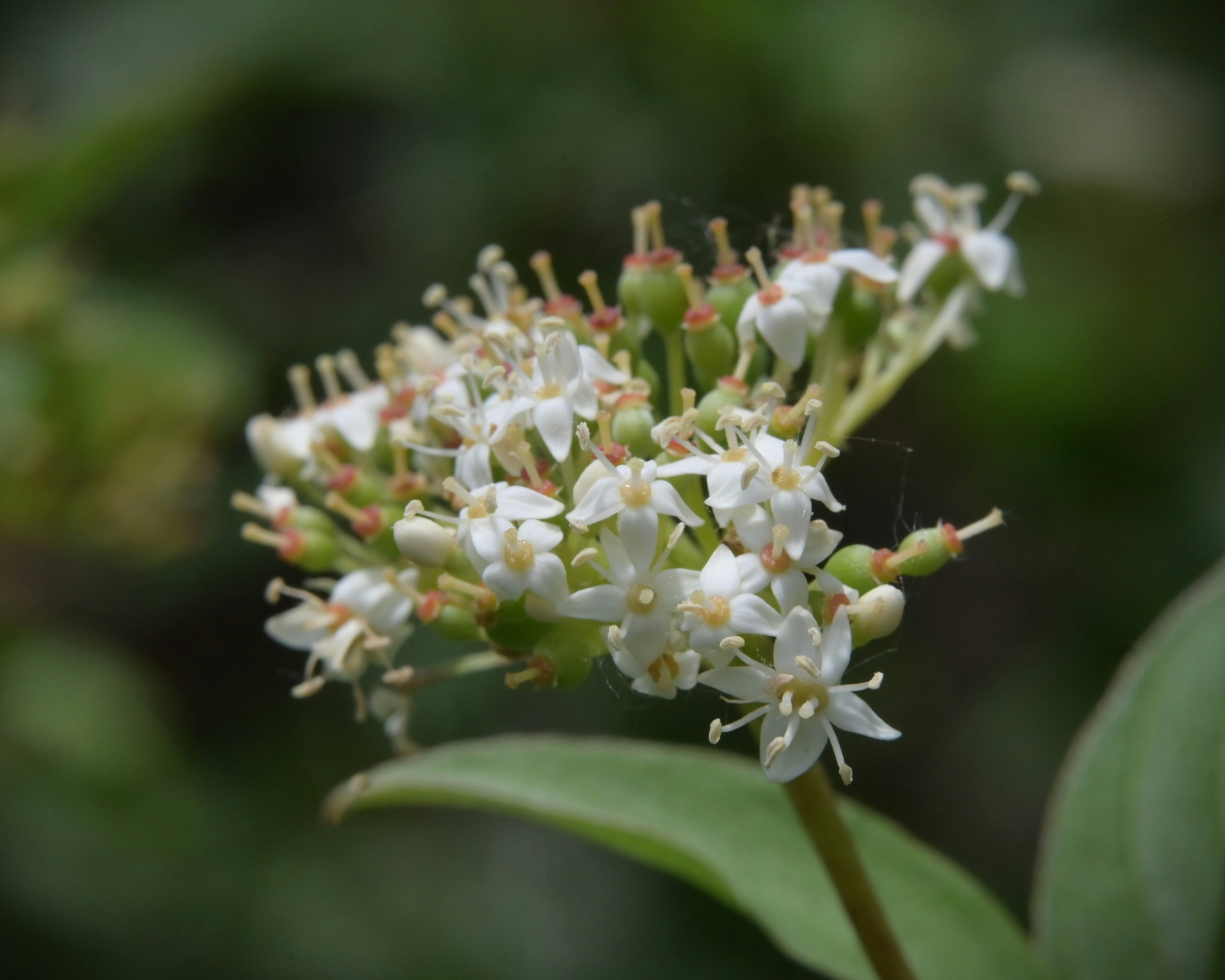 White bloom cluster in soft-focus garden backdrop