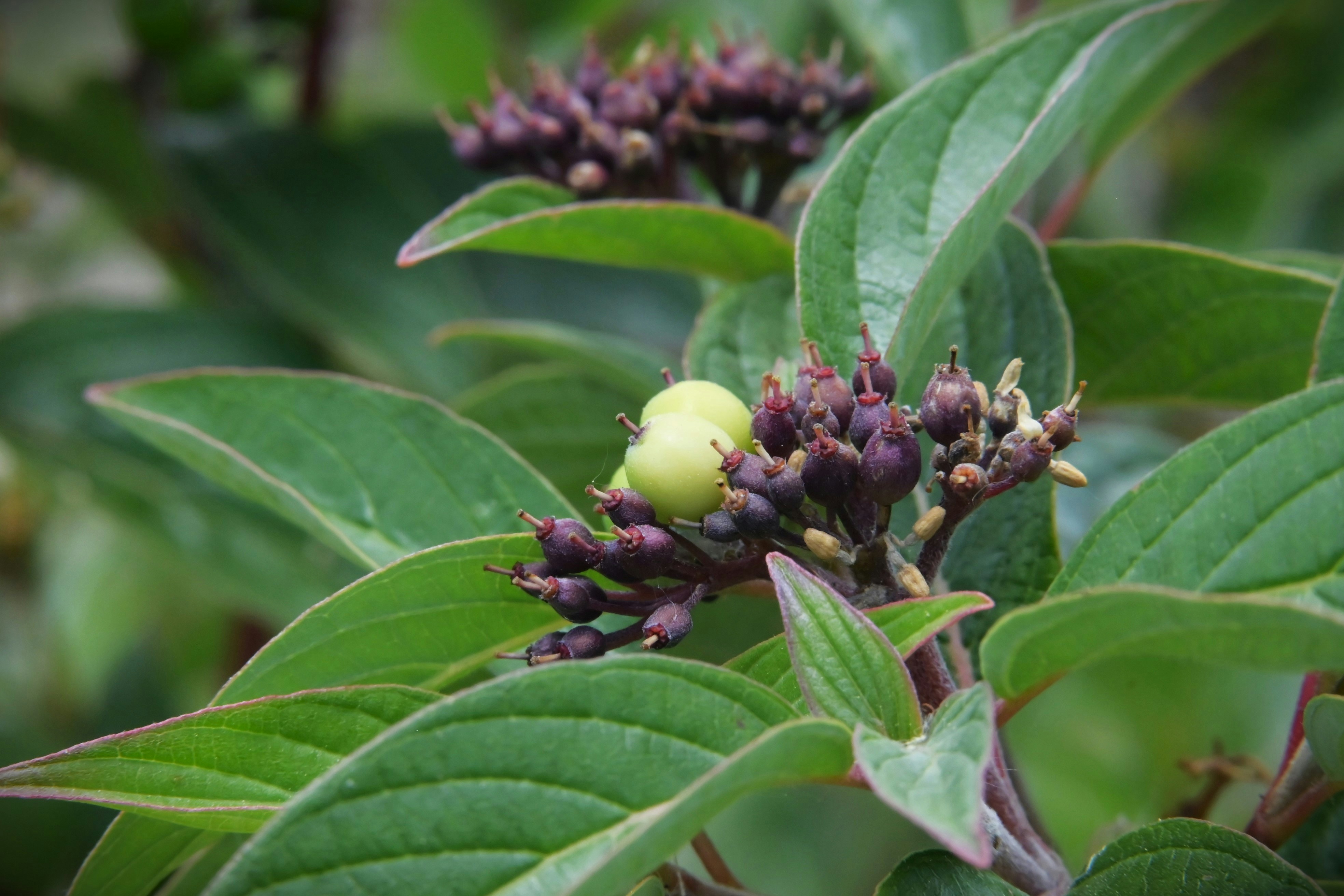 Green Immature Berry Amid Verdant Shrubs