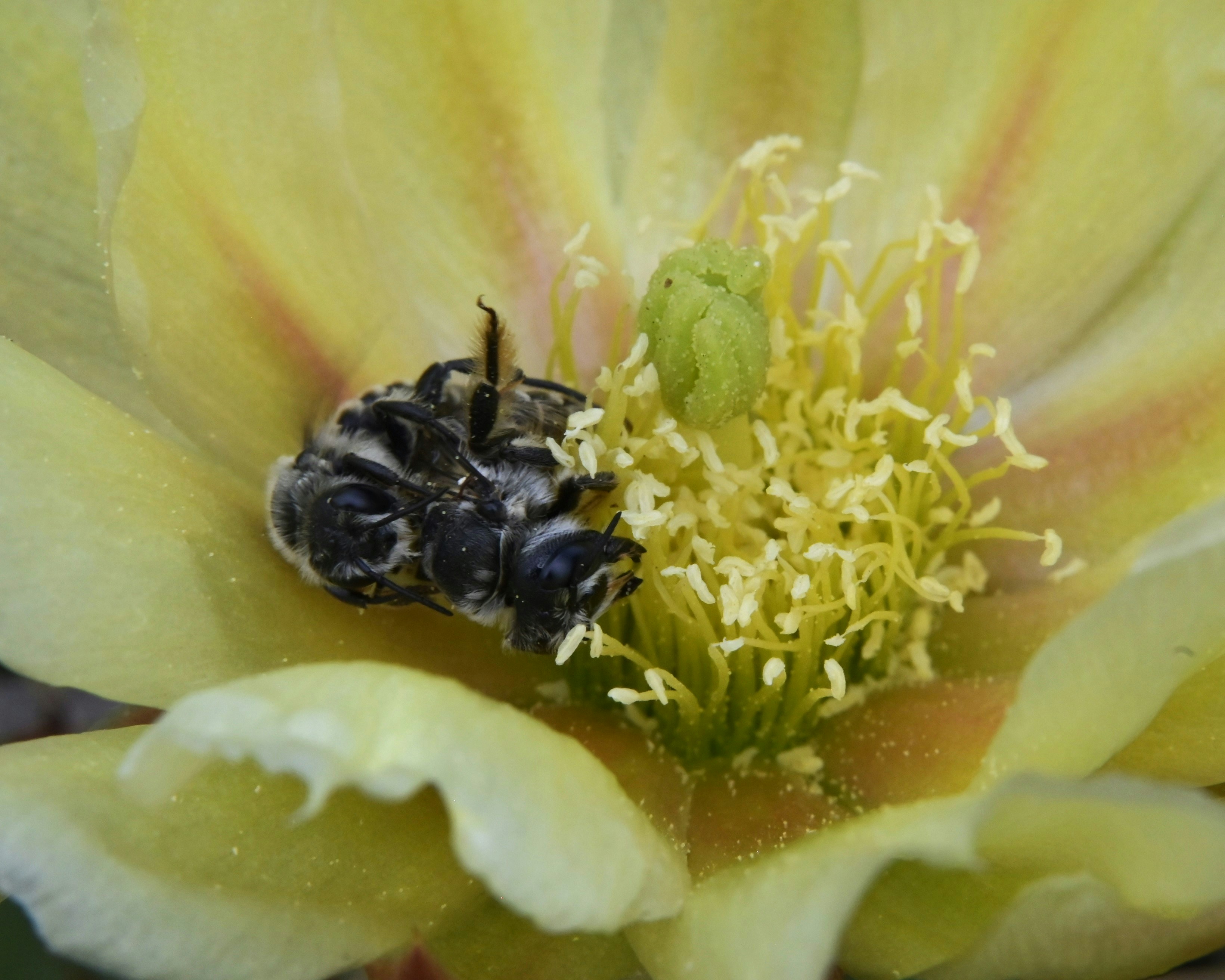 Bee at the Bloom Core