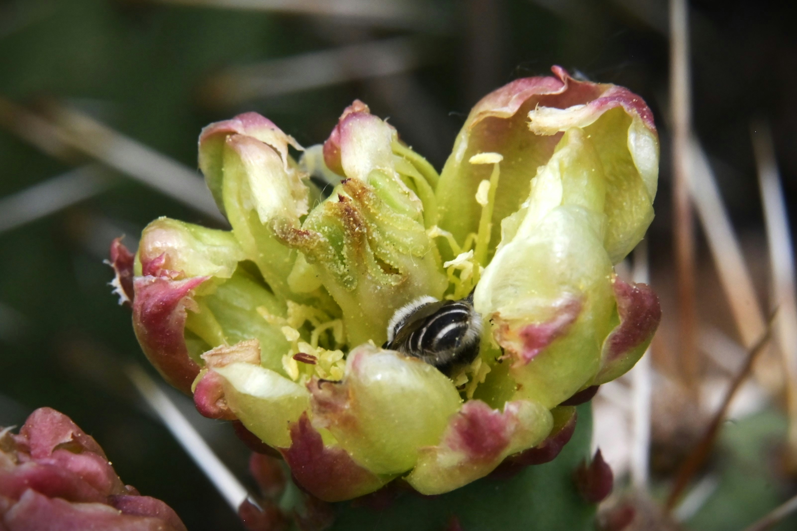 Macro Bloom: A Bee’s Hidden Moment in a Green-rose Capsule
