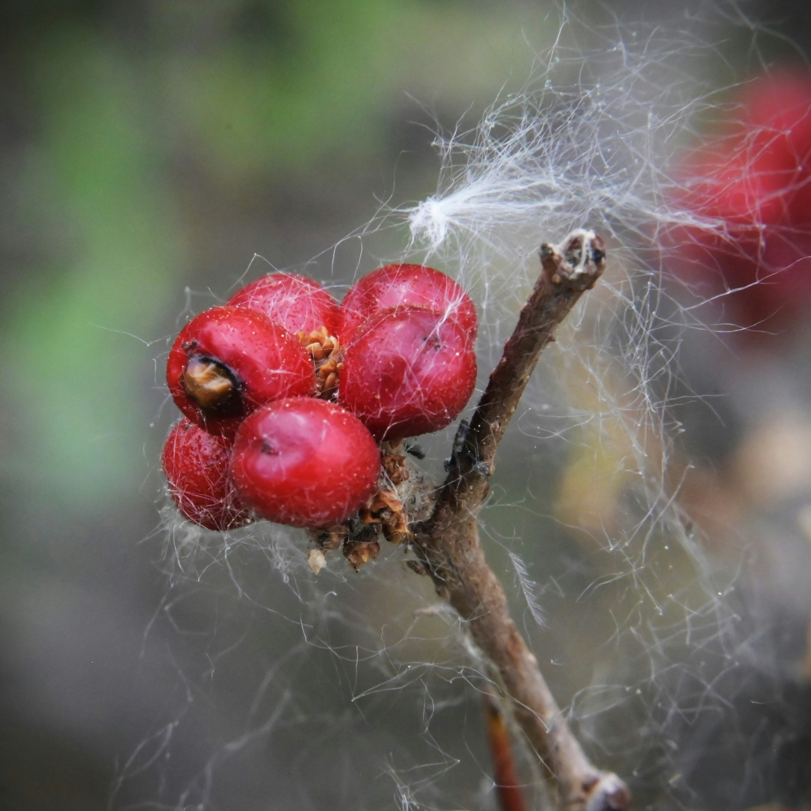 Silky Spiderwebs Embrace a Red Berry Cluster