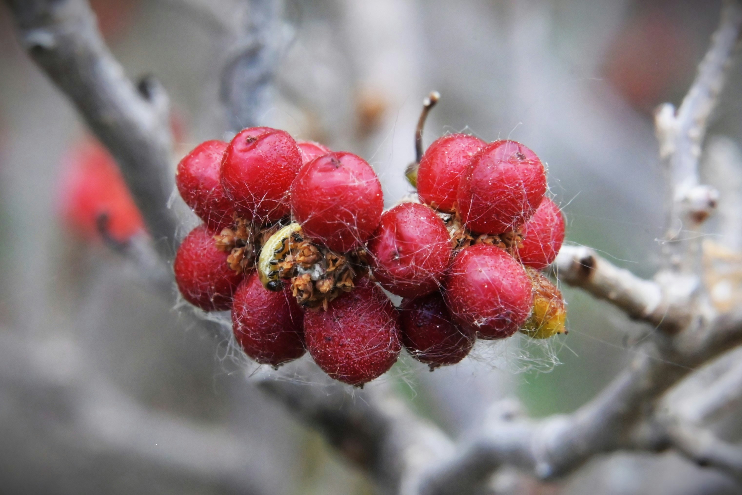 Crimson Berry Cluster in Soft Winter Focus