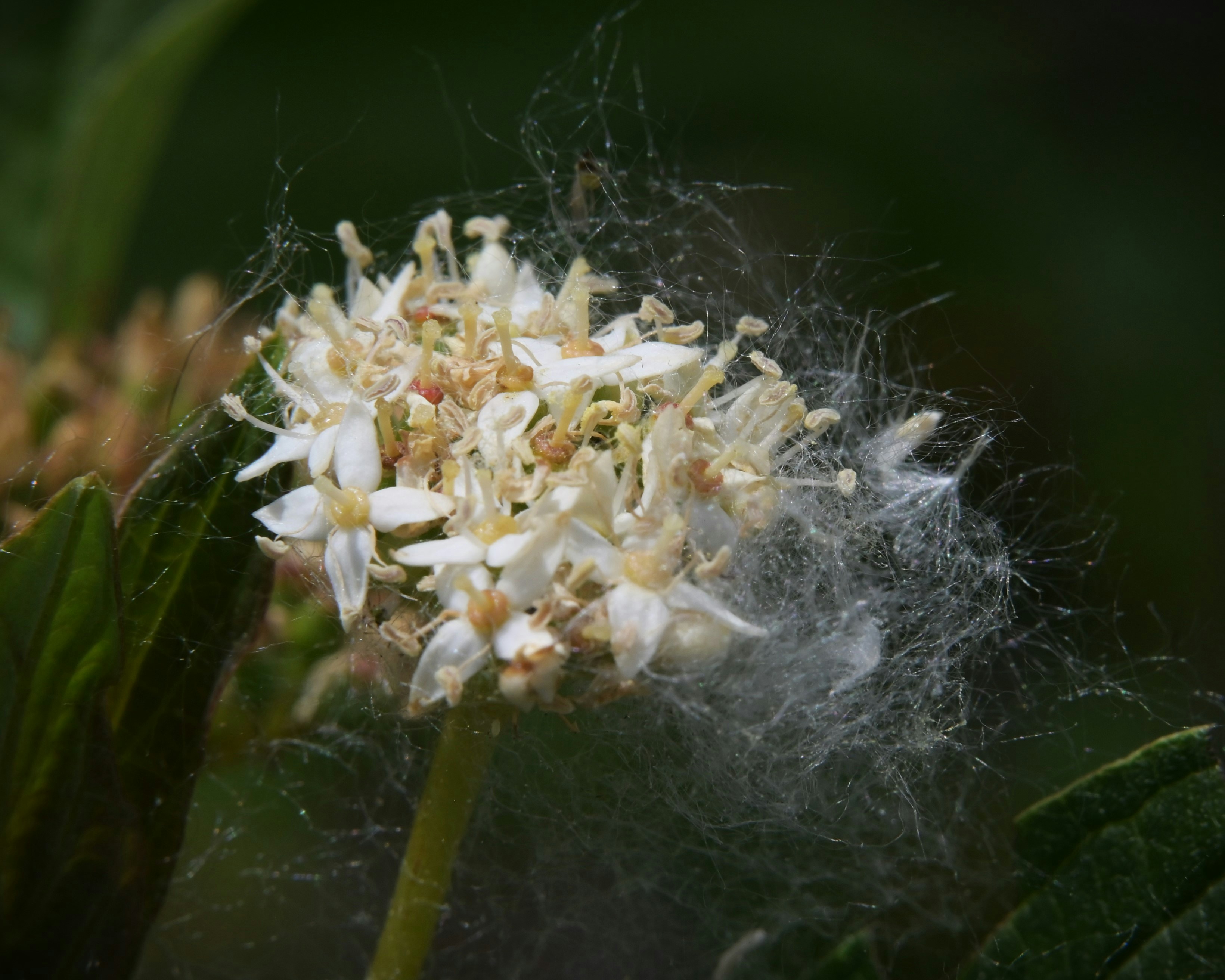 Whisper of Silk on a Bloom