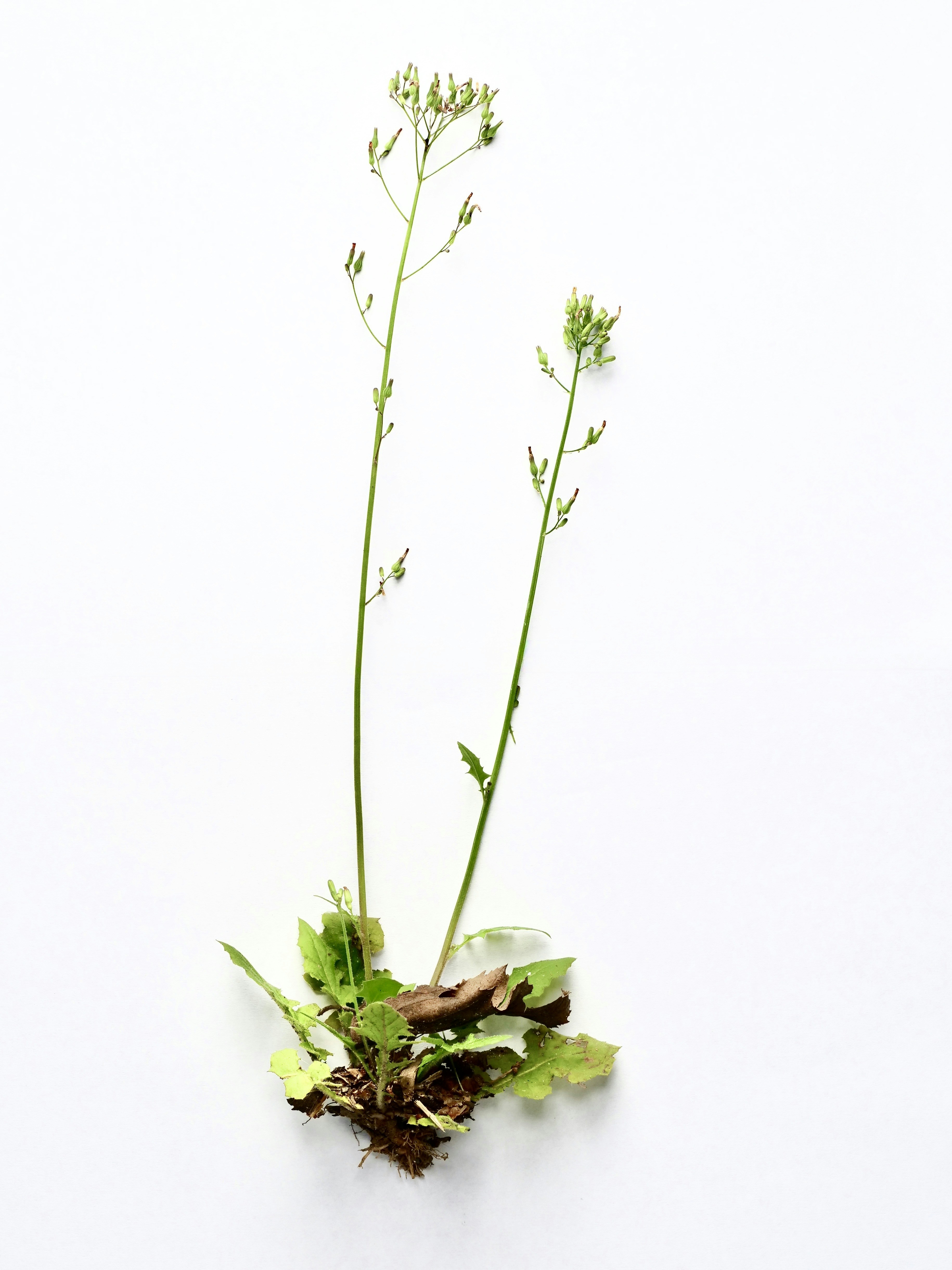 Small wildflower sprout reaching toward a stark white page