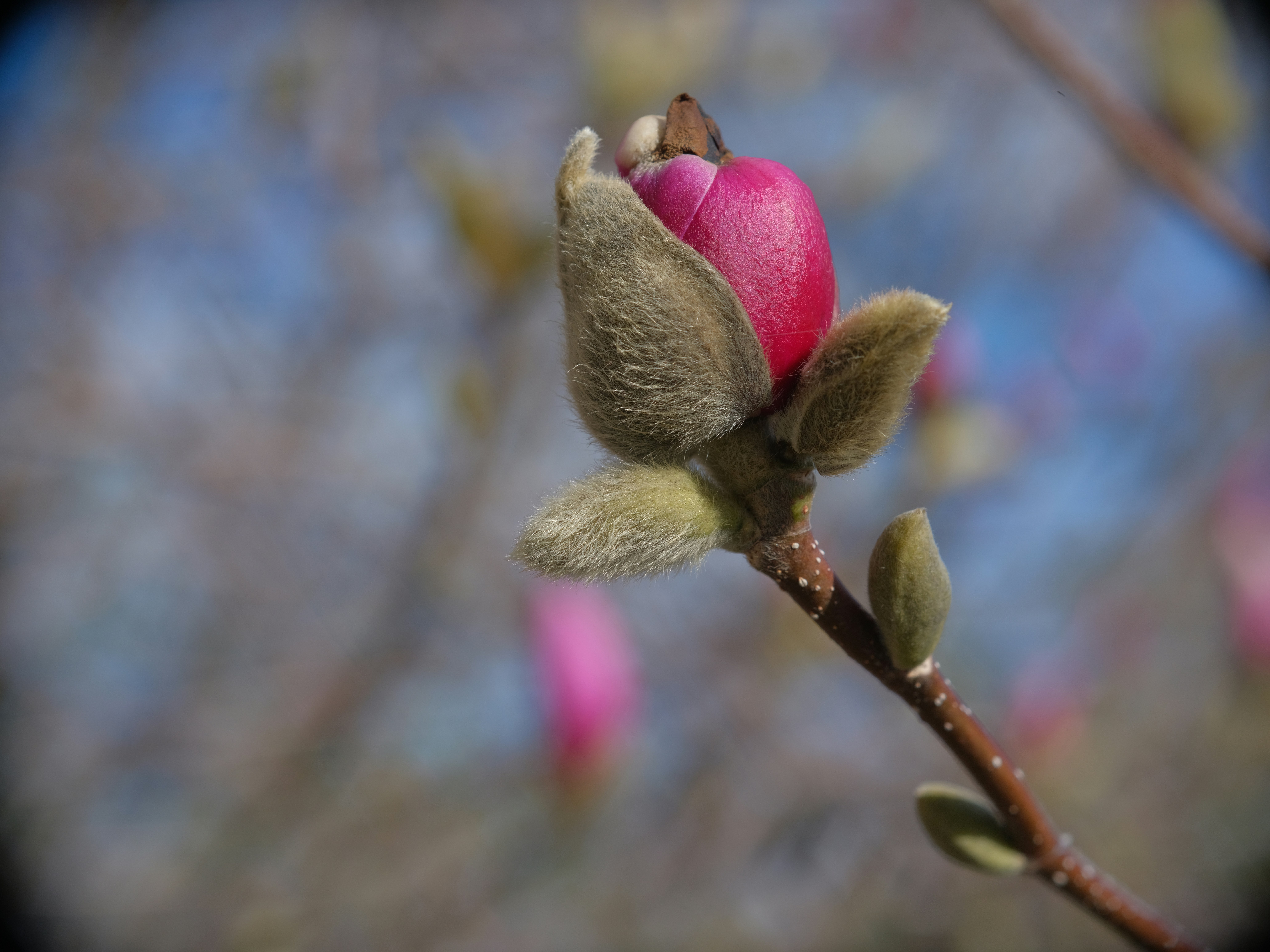 Pink Bud in Focus: A Close Flight Toward Spring