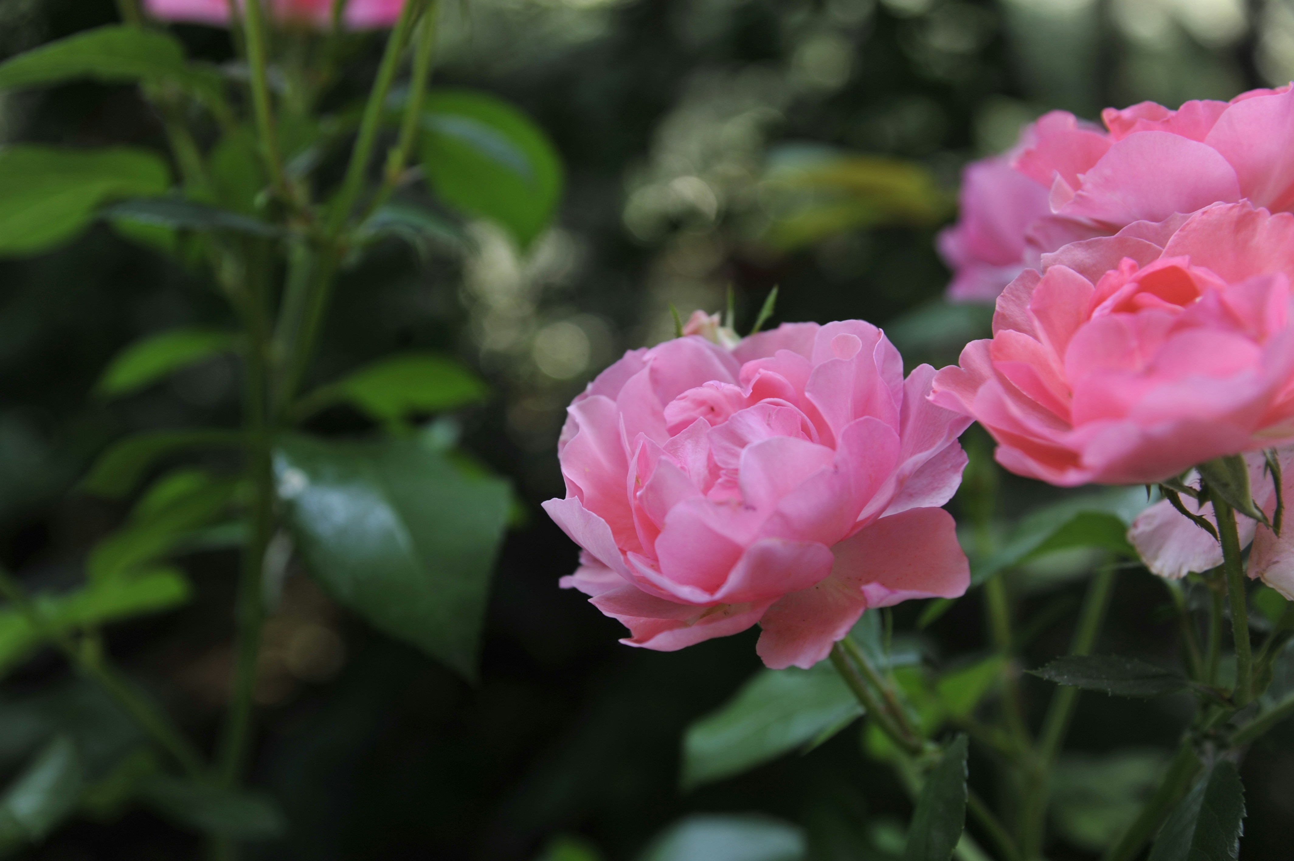 Soft Focus Rose Charm in Dappled Garden Light