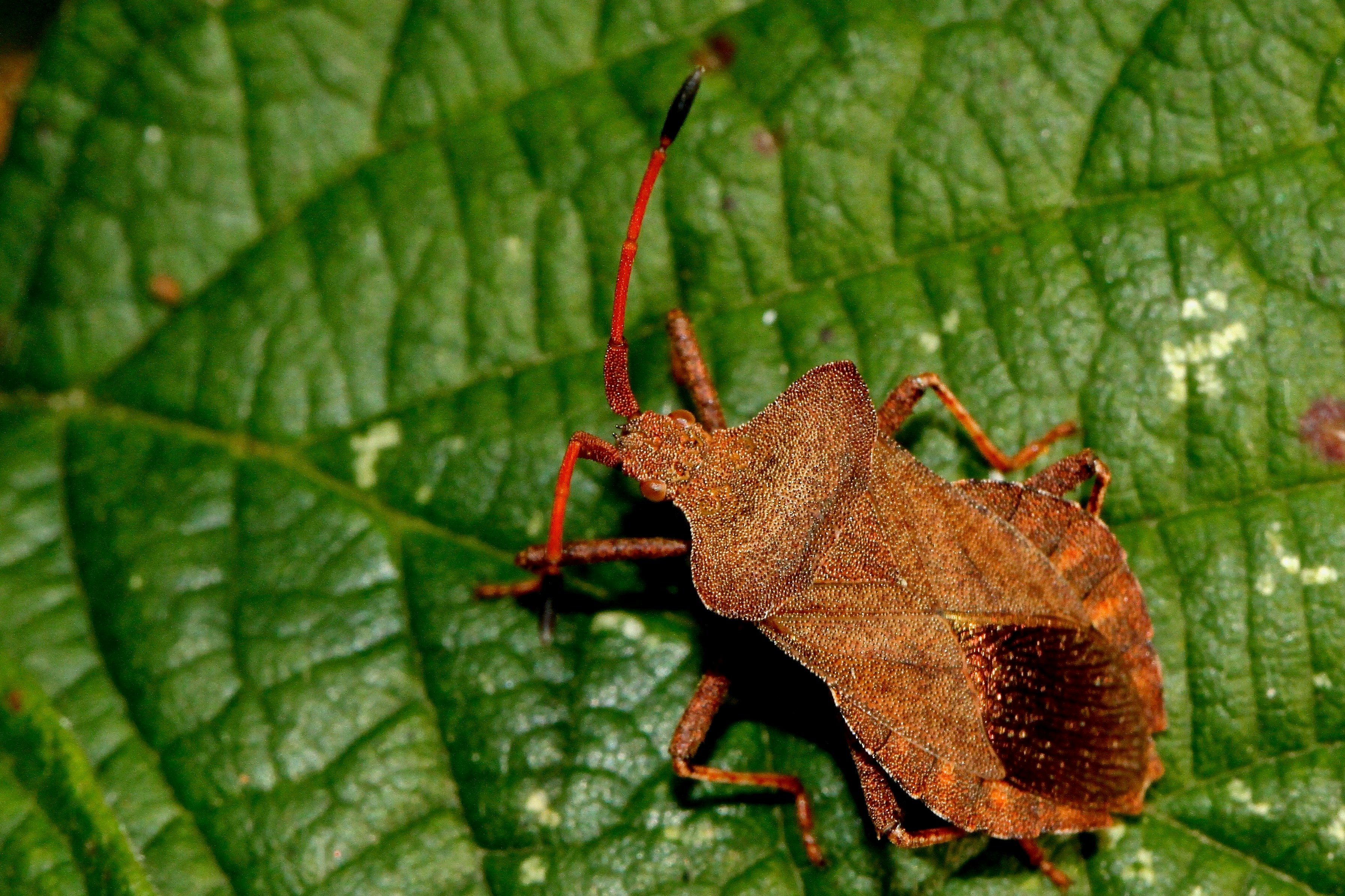 Camouflaged Shield: A Leaf-Mapped Bug Stays Still on Green Veins