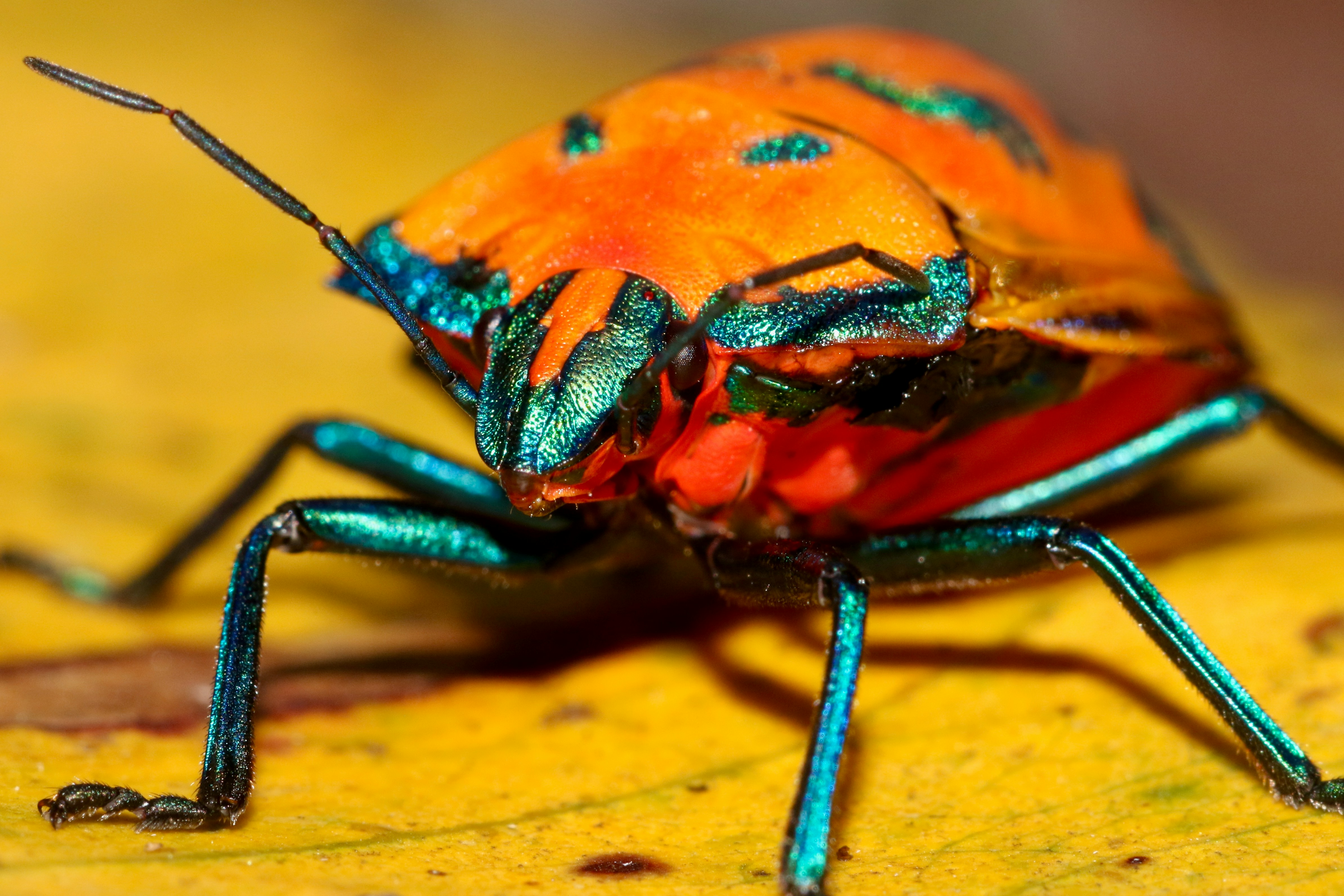 A Neon-Blue-Tipped Beetle Stares Down the Leaf