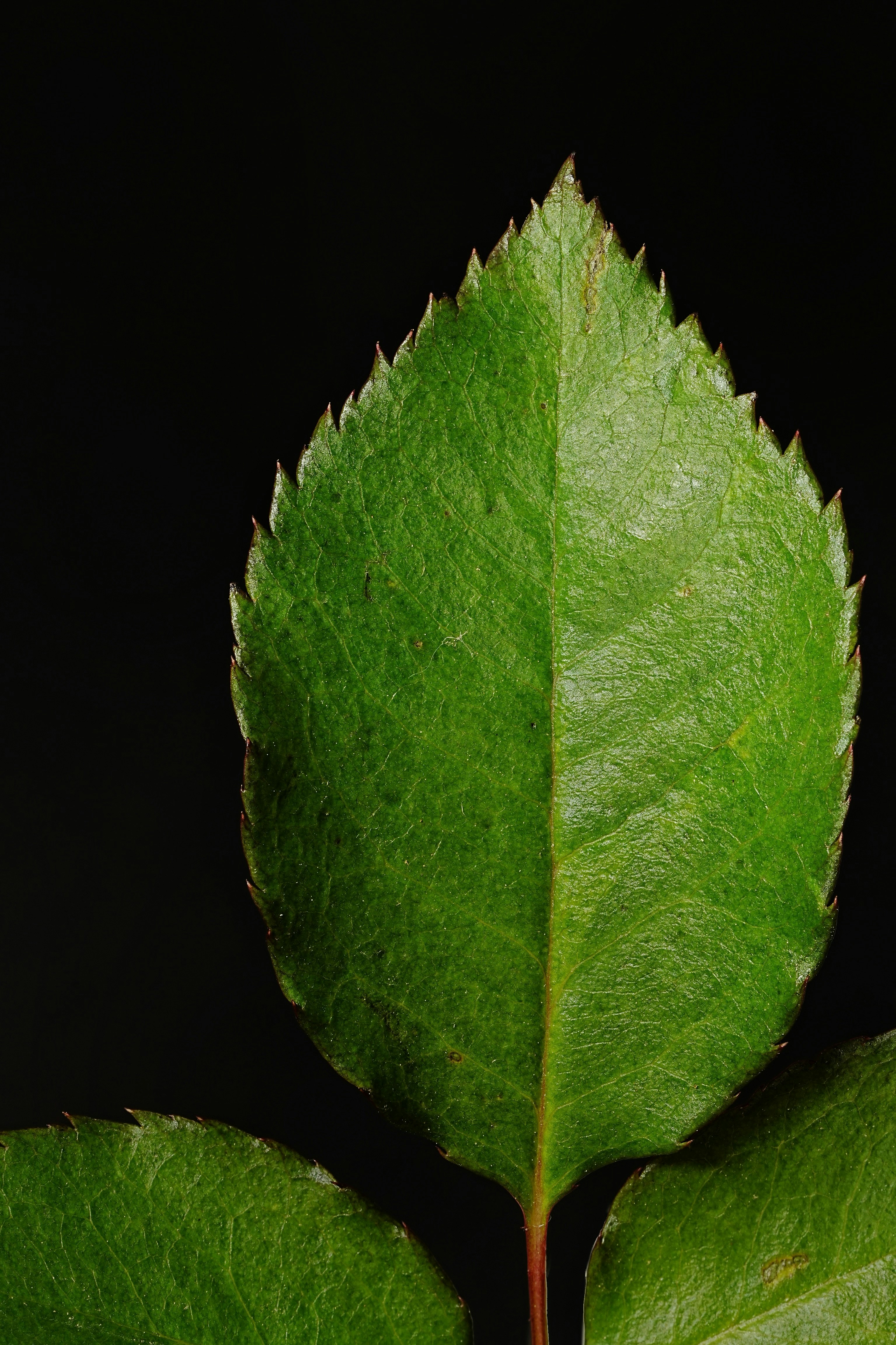 Single Leaf in Night: A Macro Portrait of Green Texture