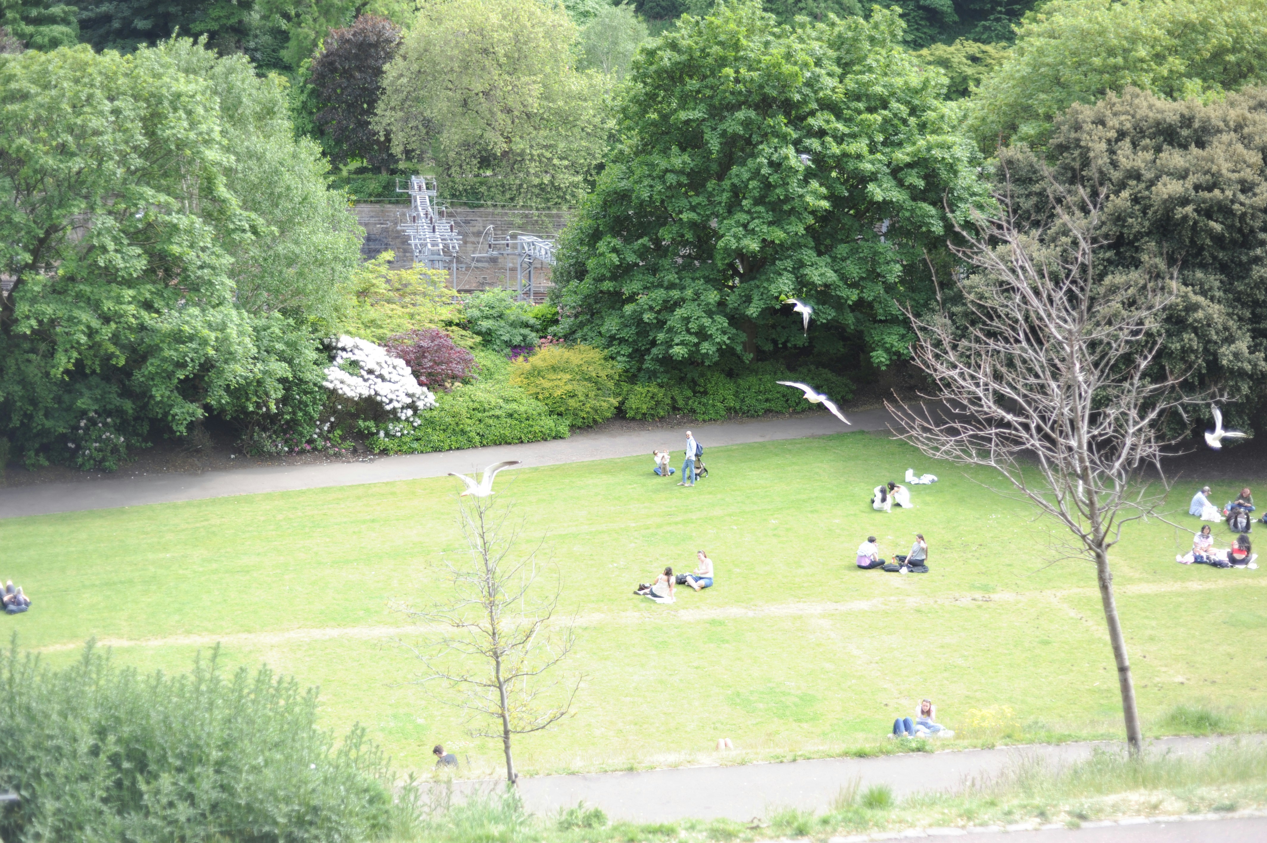 Parkland Confluence: People, Birds, and Green Canopy