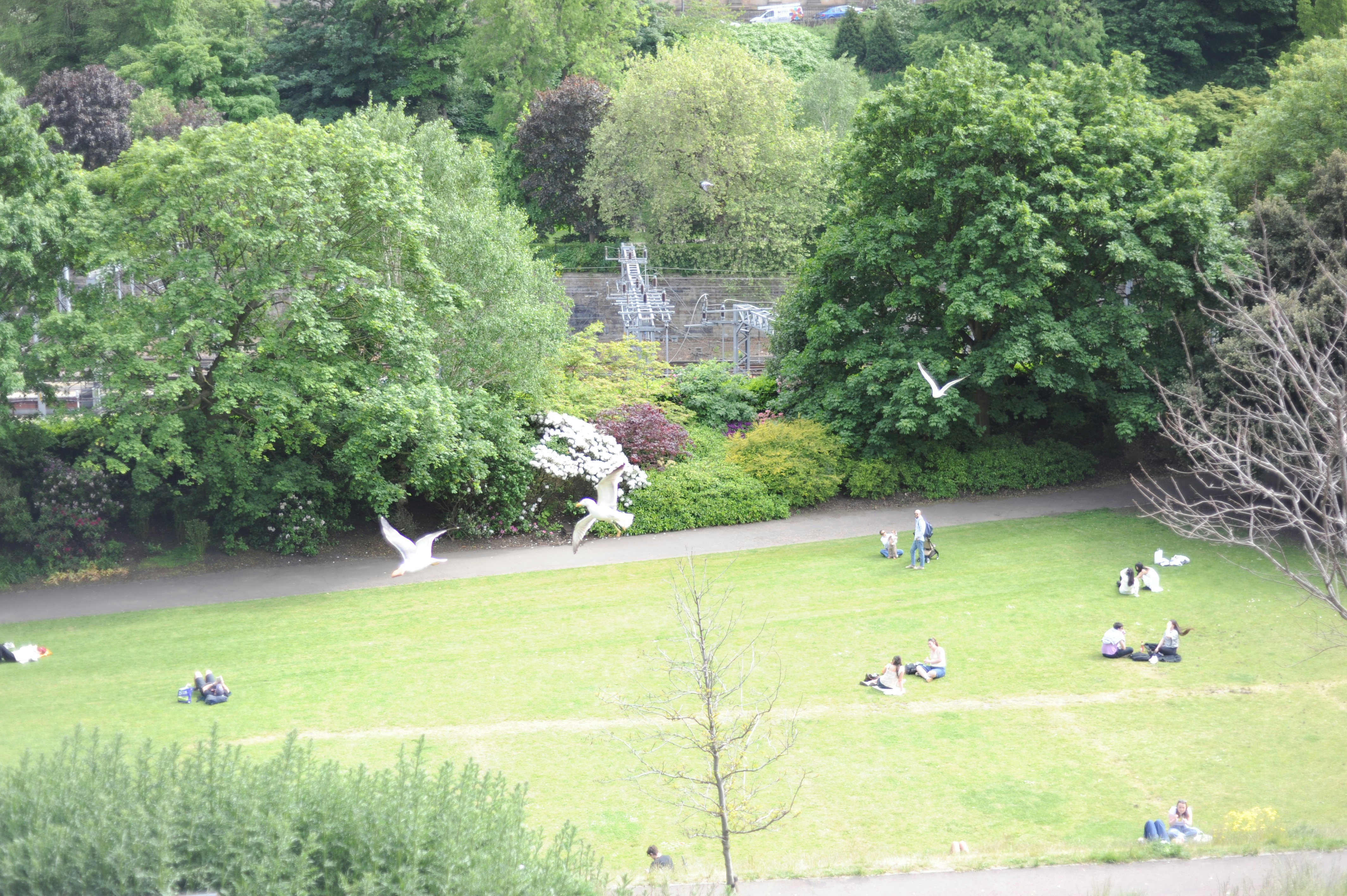 Feathers in Flight Over the Park