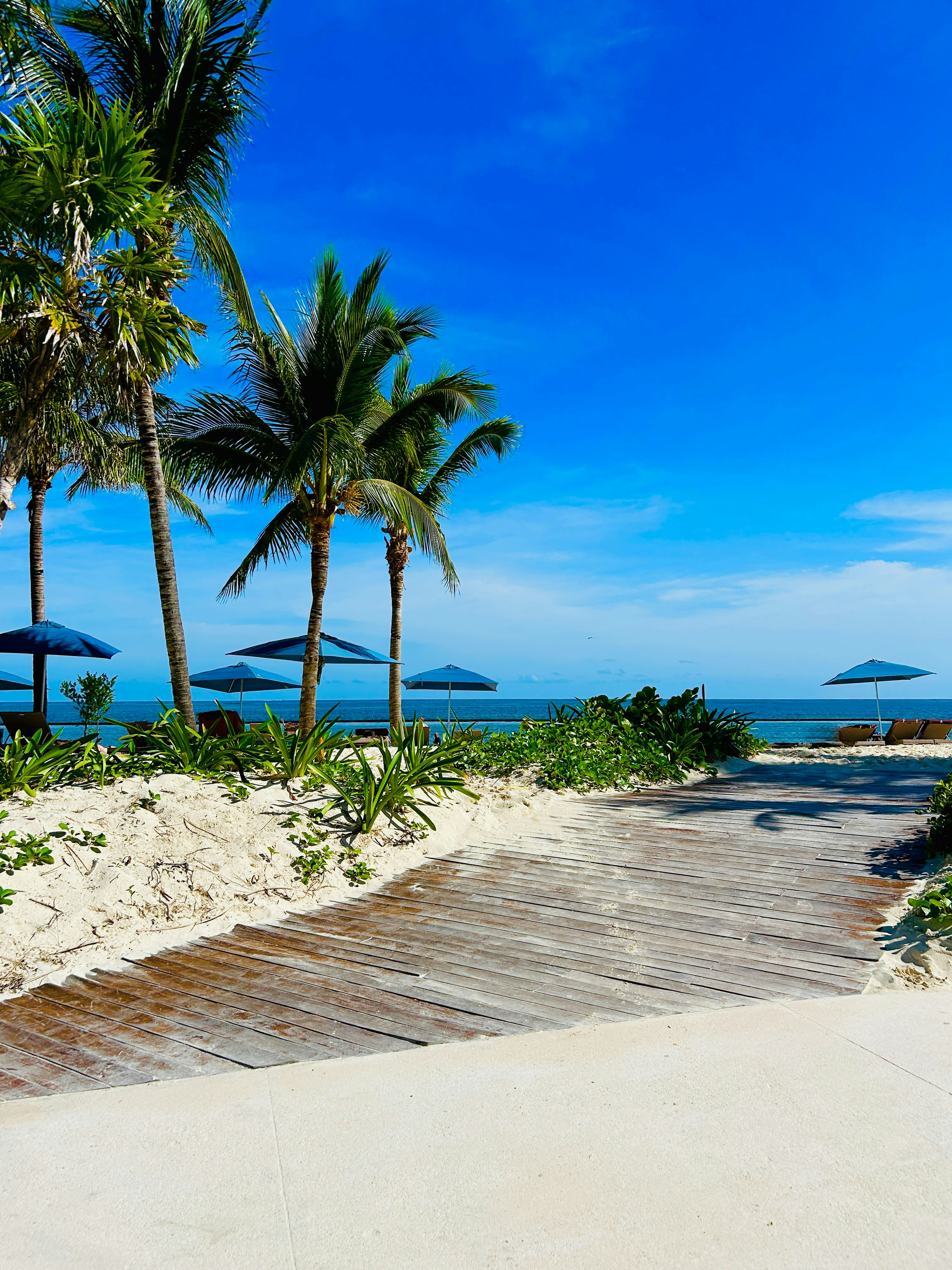 Sunlit Boardwalk to the Sea: Palms, Sand, and Blue Horizons