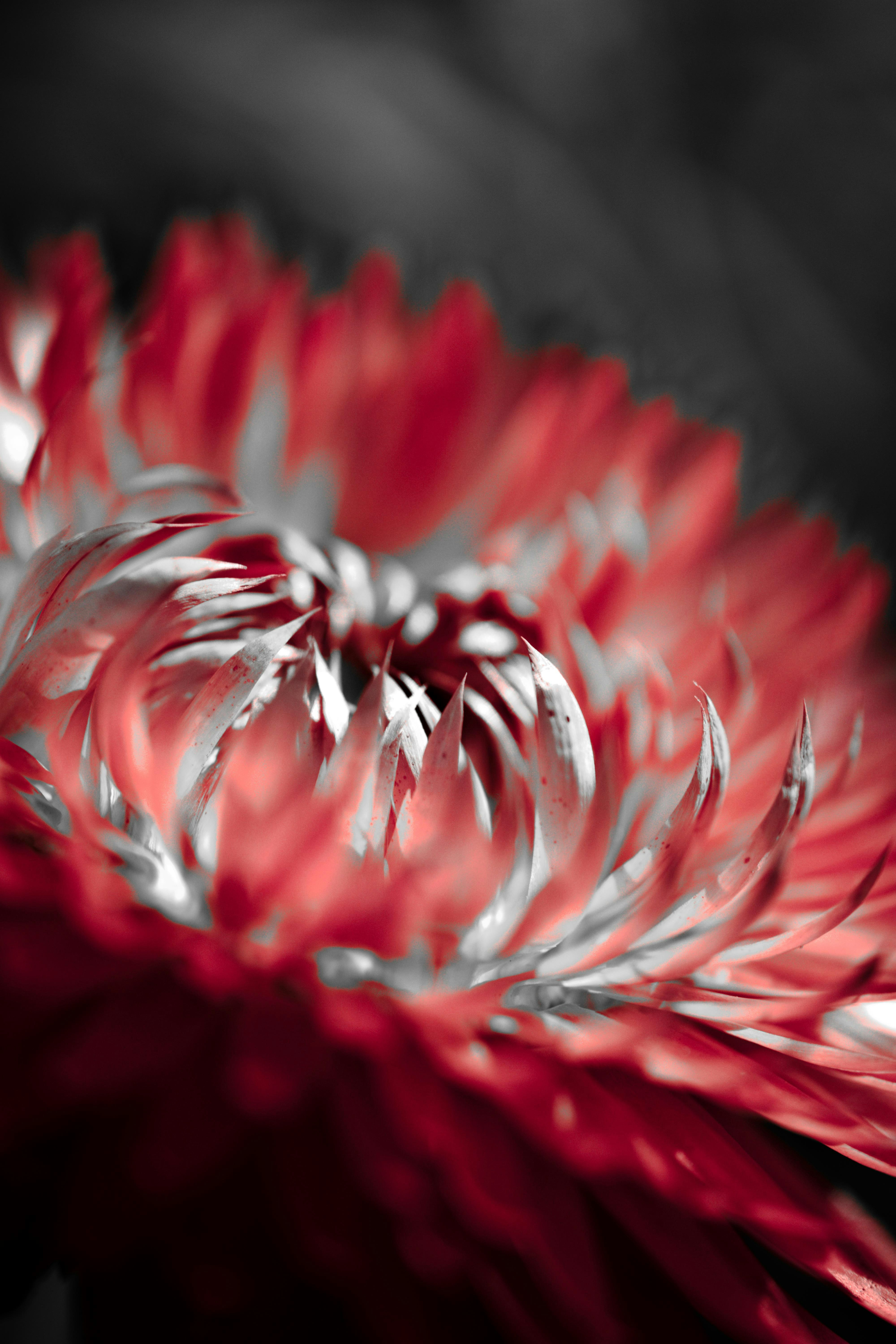 Crimson Bloom in Soft Focus: Macro Study of Petal Curl and Light