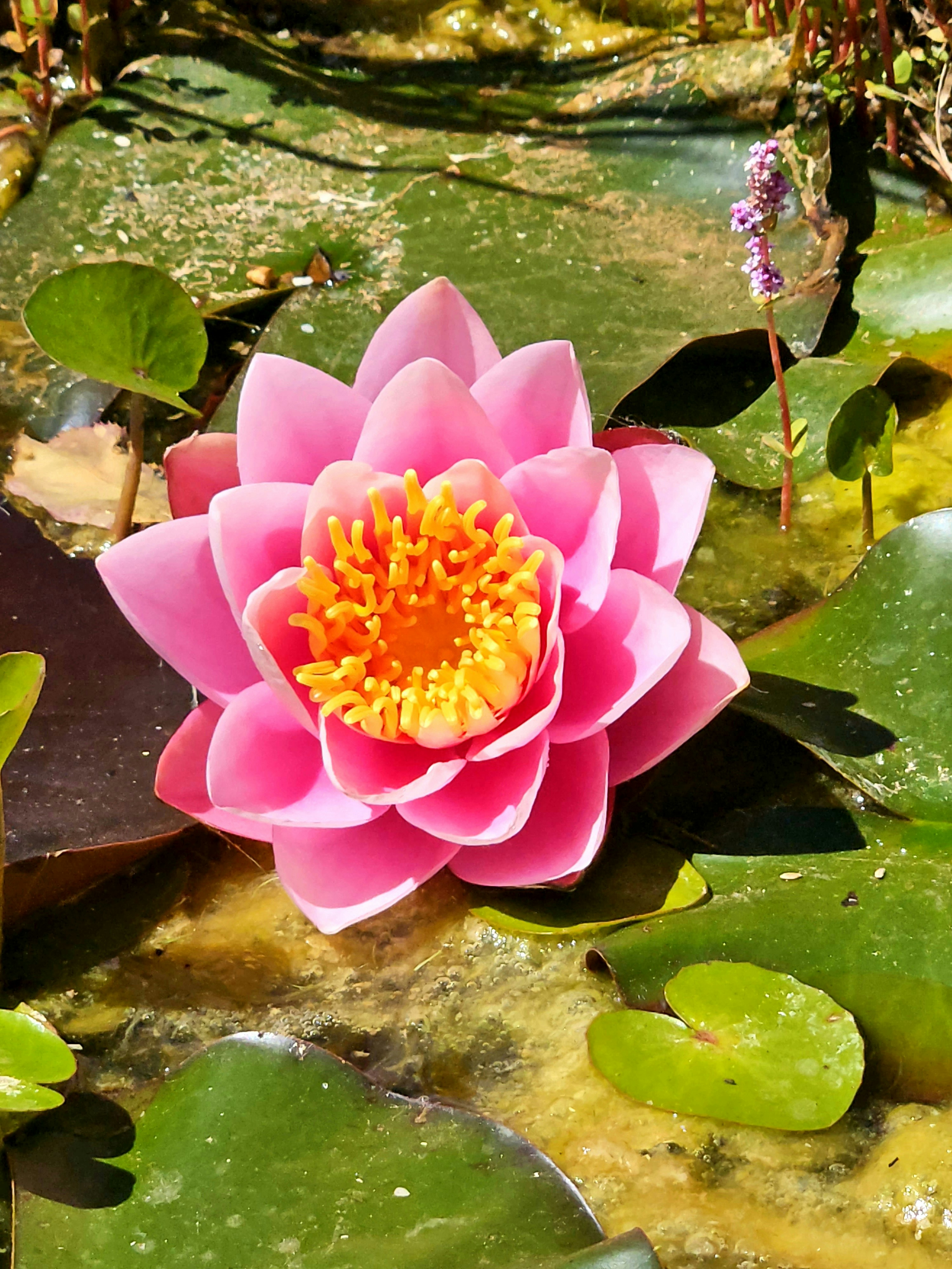 Pink Water Lily in a Quiet Pond Crowned by Sunshine