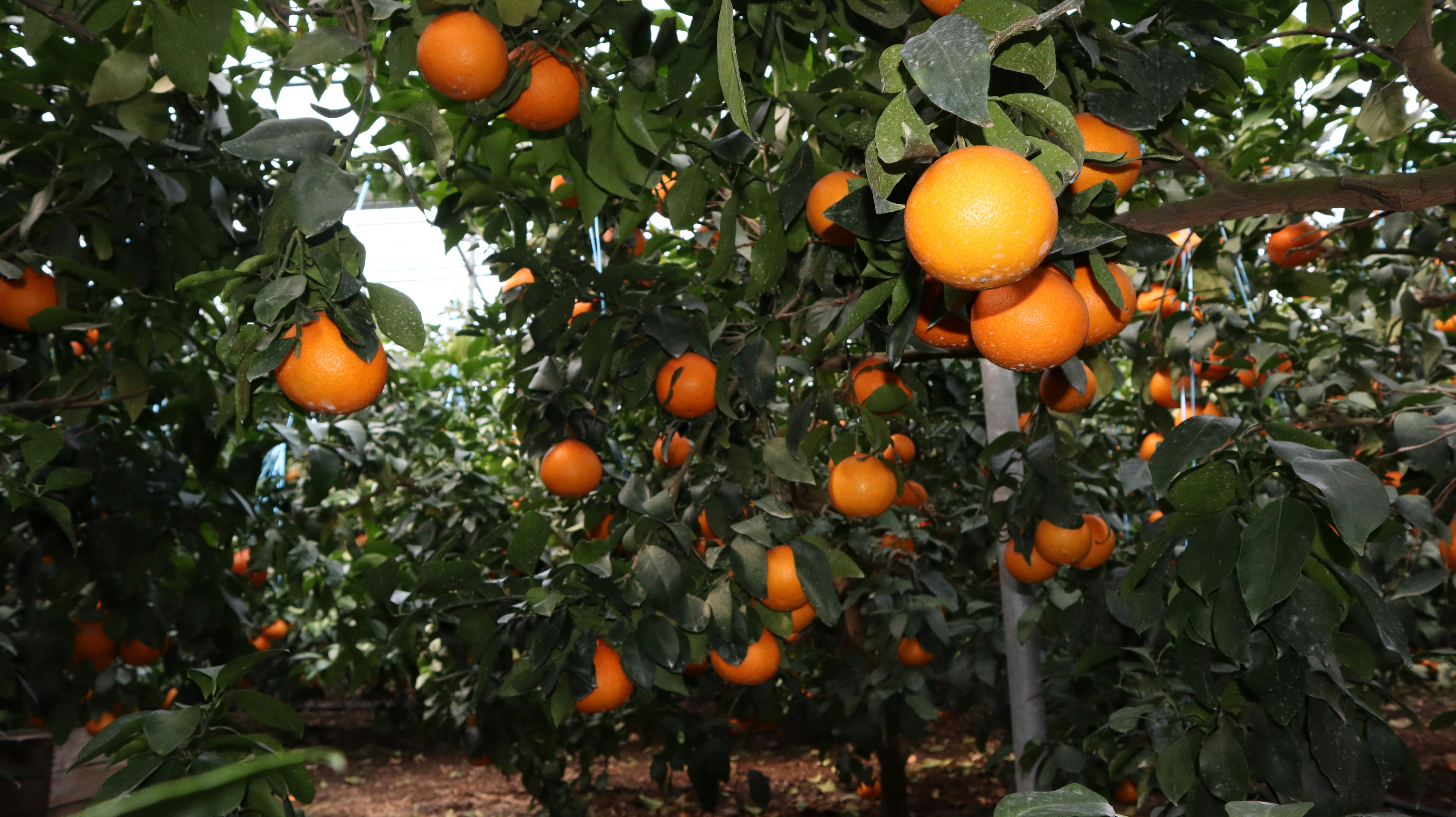 Orange Orchard in Sunlit Canopy