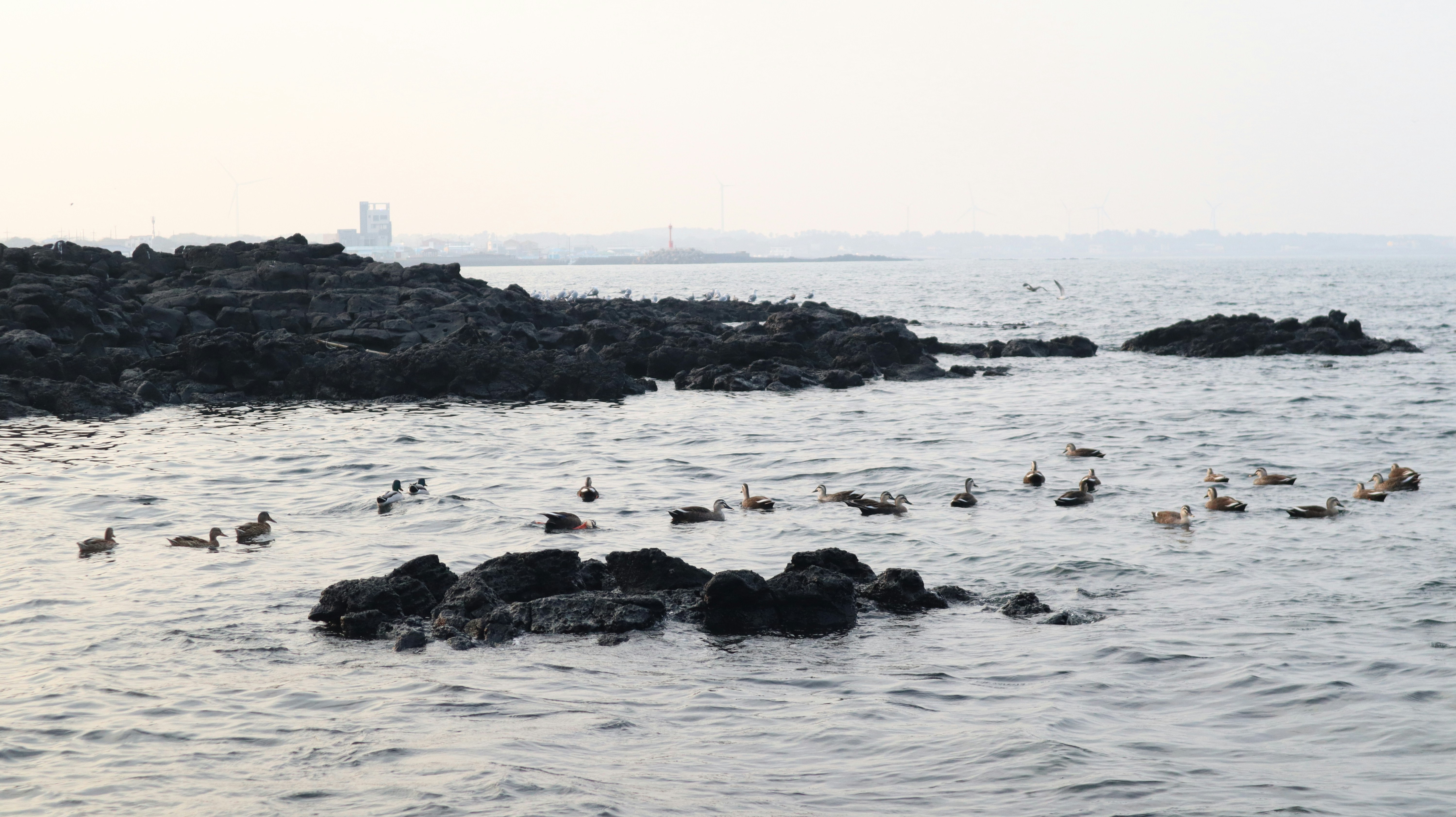 Distant Lighthouse and Seabirds over Quiet Rocks