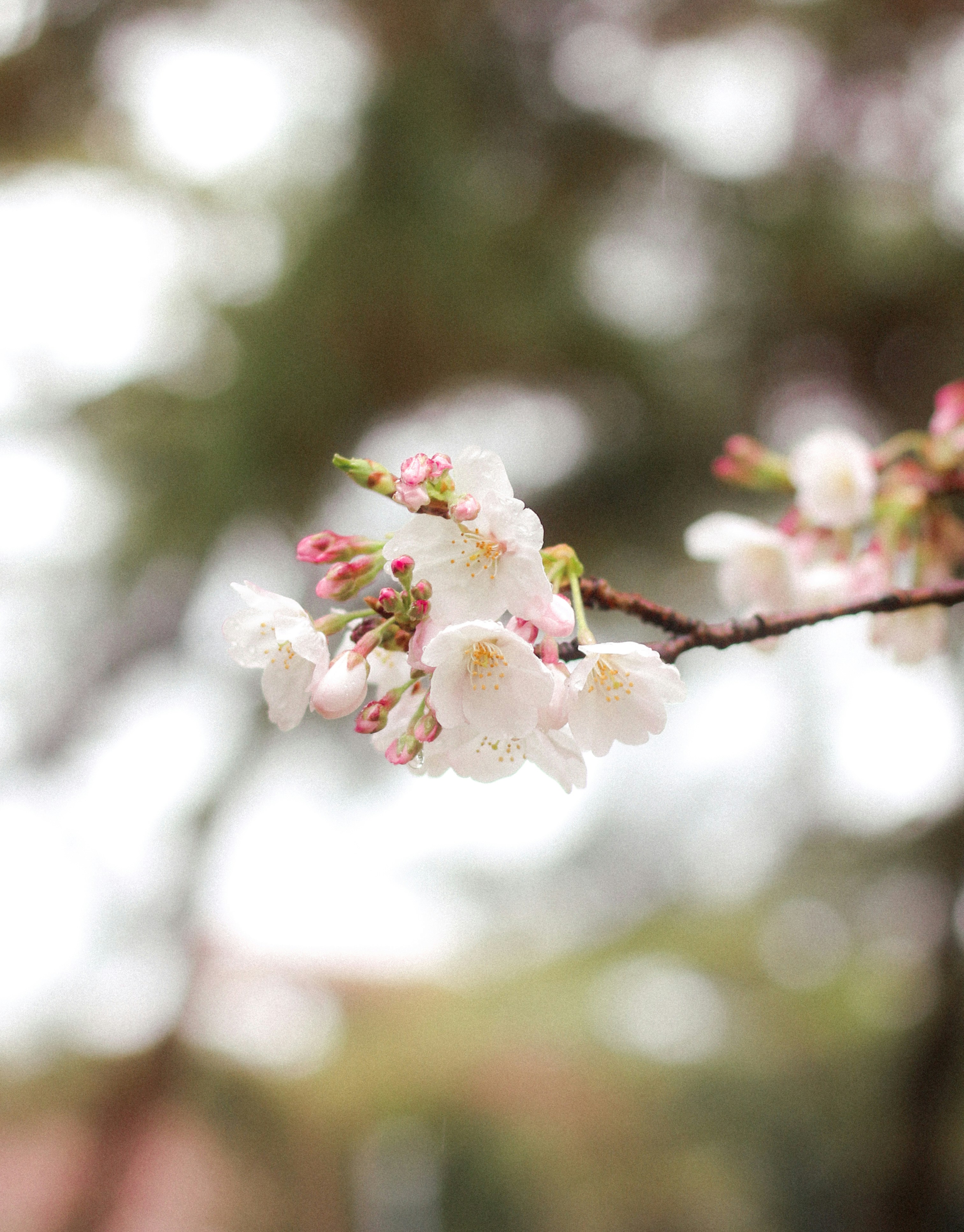  Blossom Cluster in Soft Focus: A Delicate Spring Moment